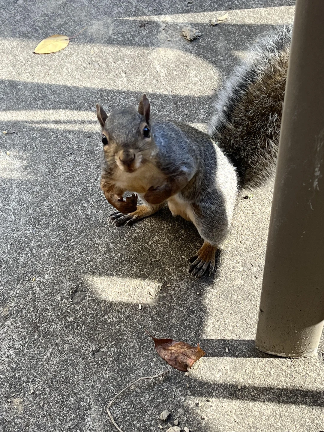 Meet my new friend Big Bash | Scrolller