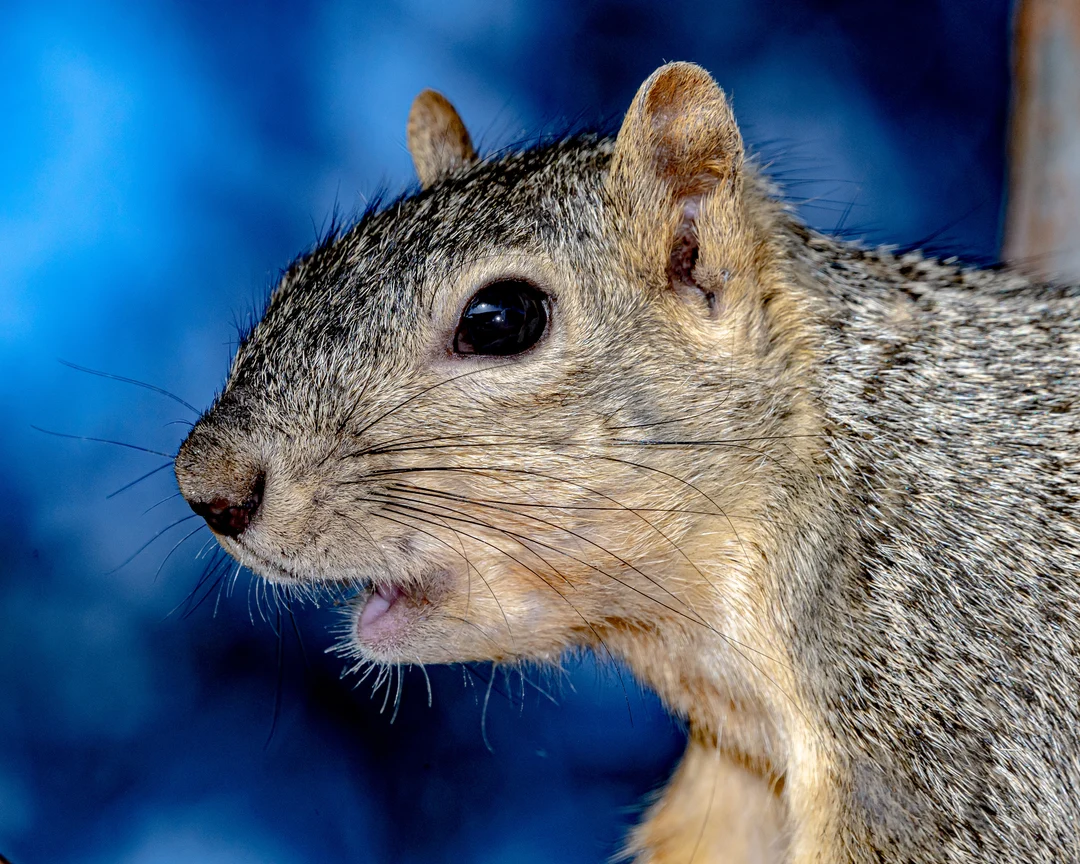 Discover more like Squirrels: Squirrel and Related Content | Scrolller