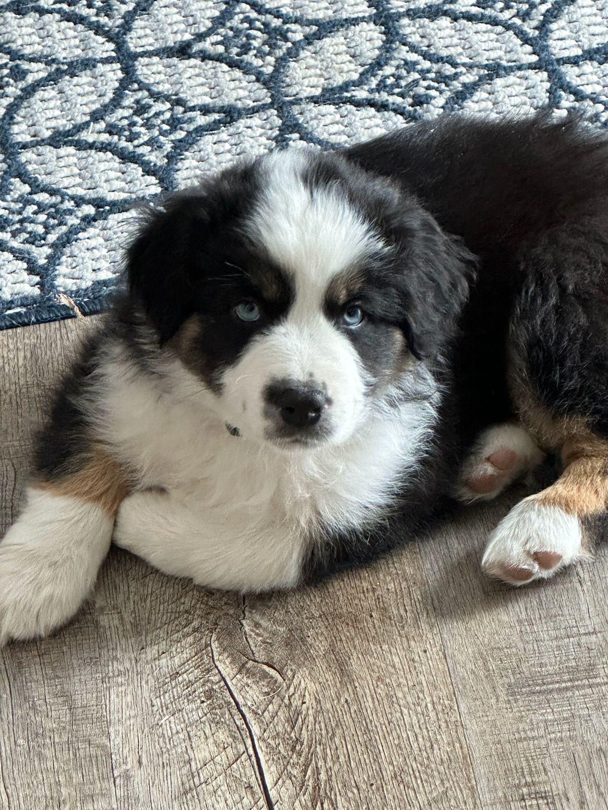 Meet Gabe | Scrolller