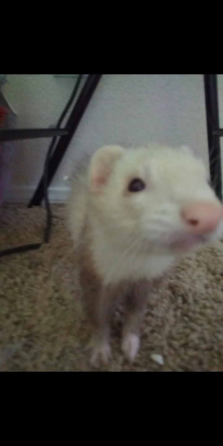 Here's chewy | Scrolller