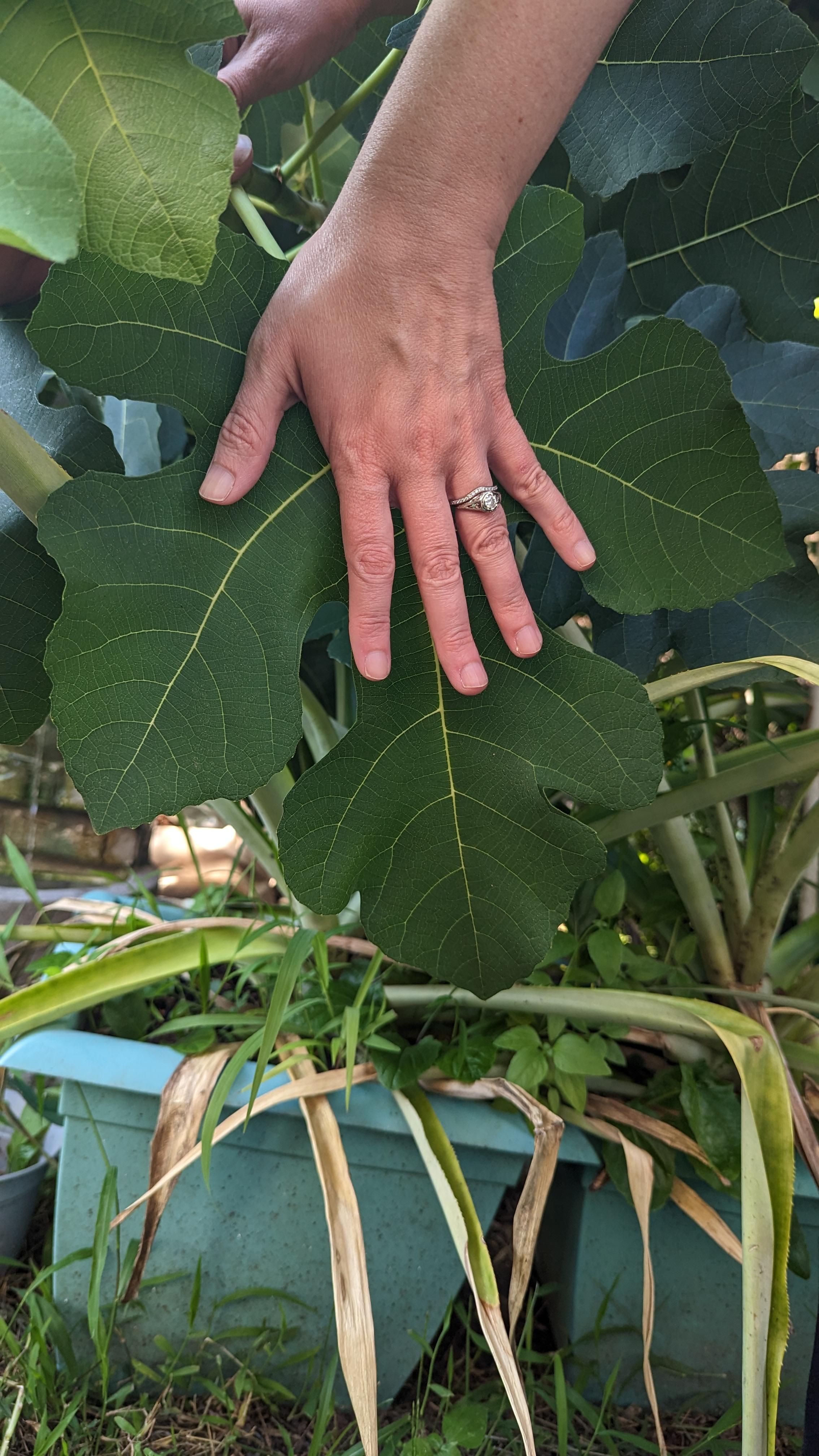 Our fig tree has made some massive leaves this year | Scrolller
