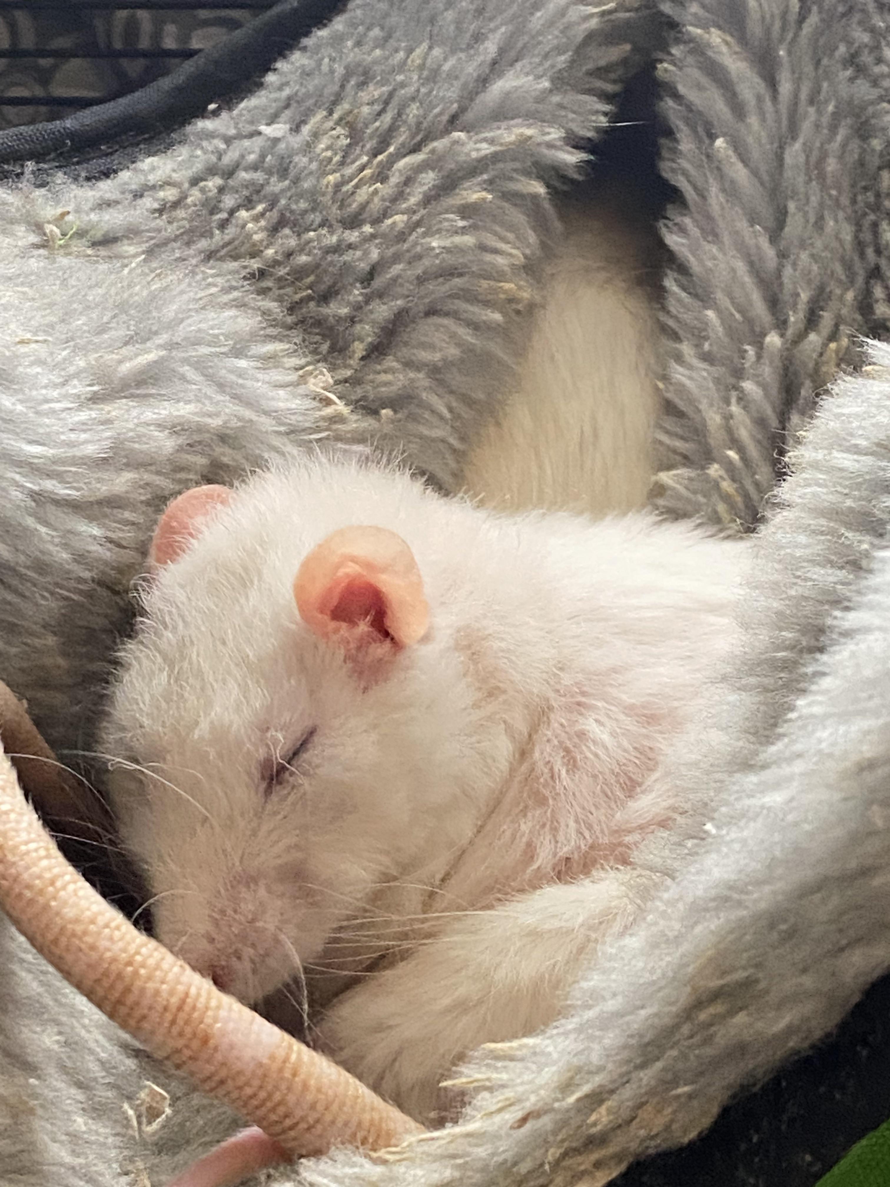 Old rat- extremely frail | Scrolller