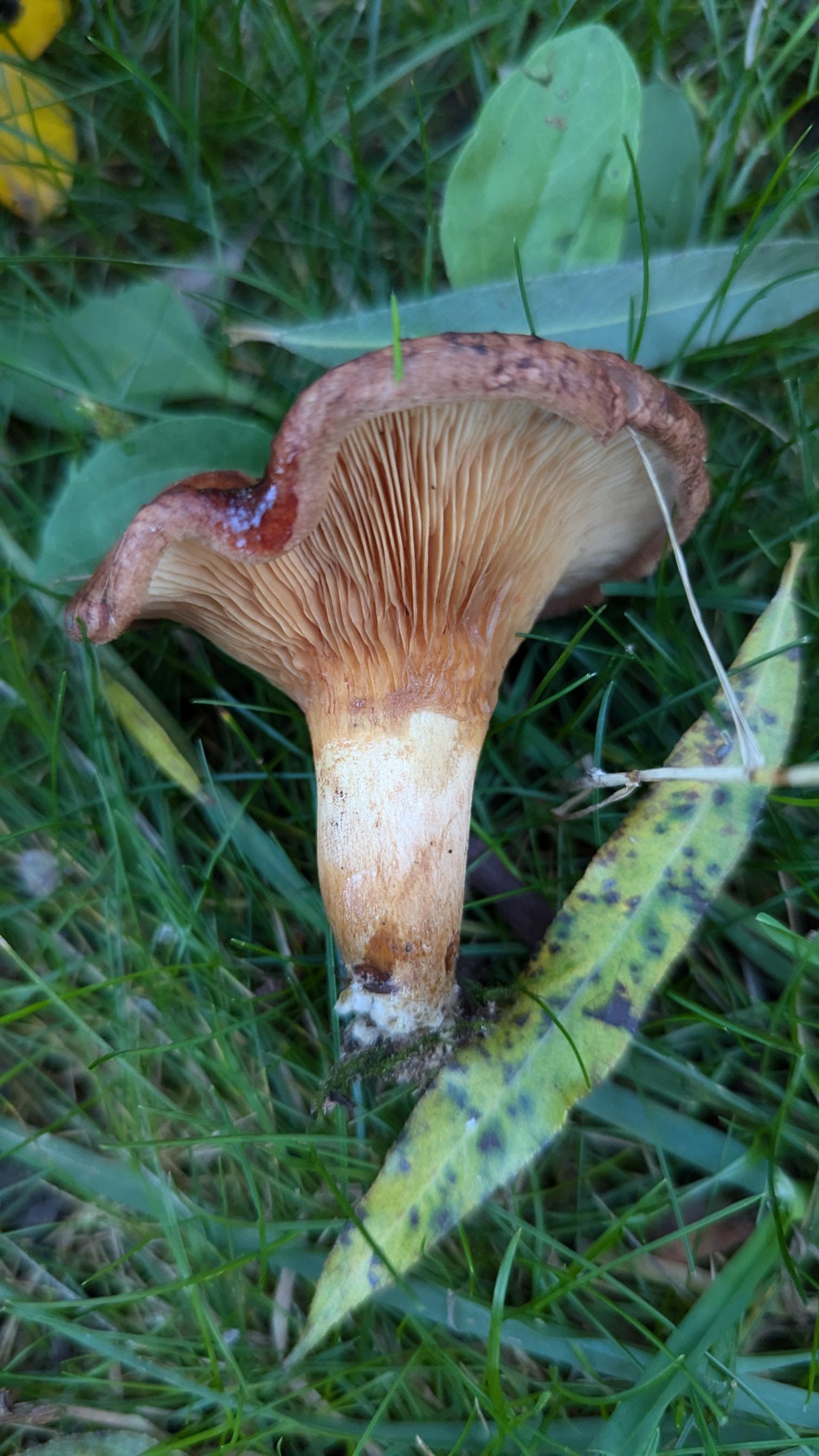 What the heck are these. Thinking Brown rollrim but not sure | Scrolller