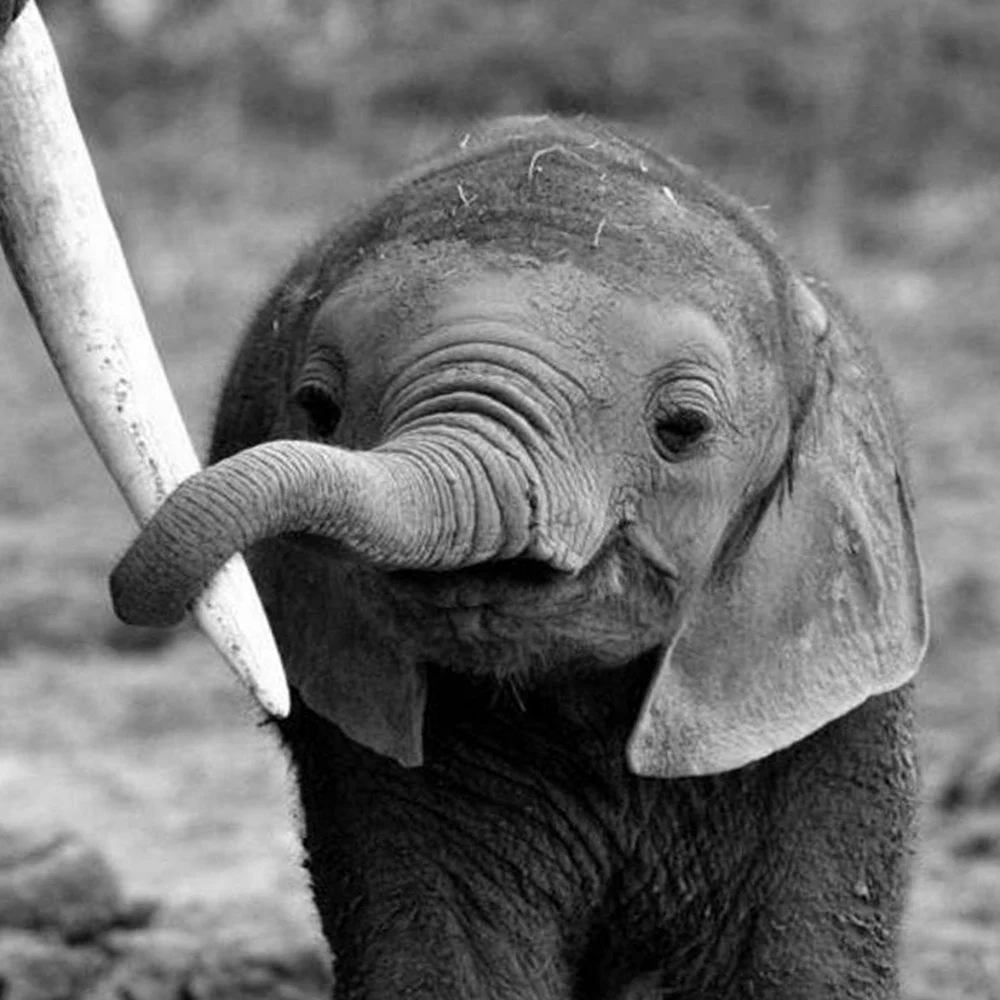 "Hold my tusk when we cross the road" | Scrolller