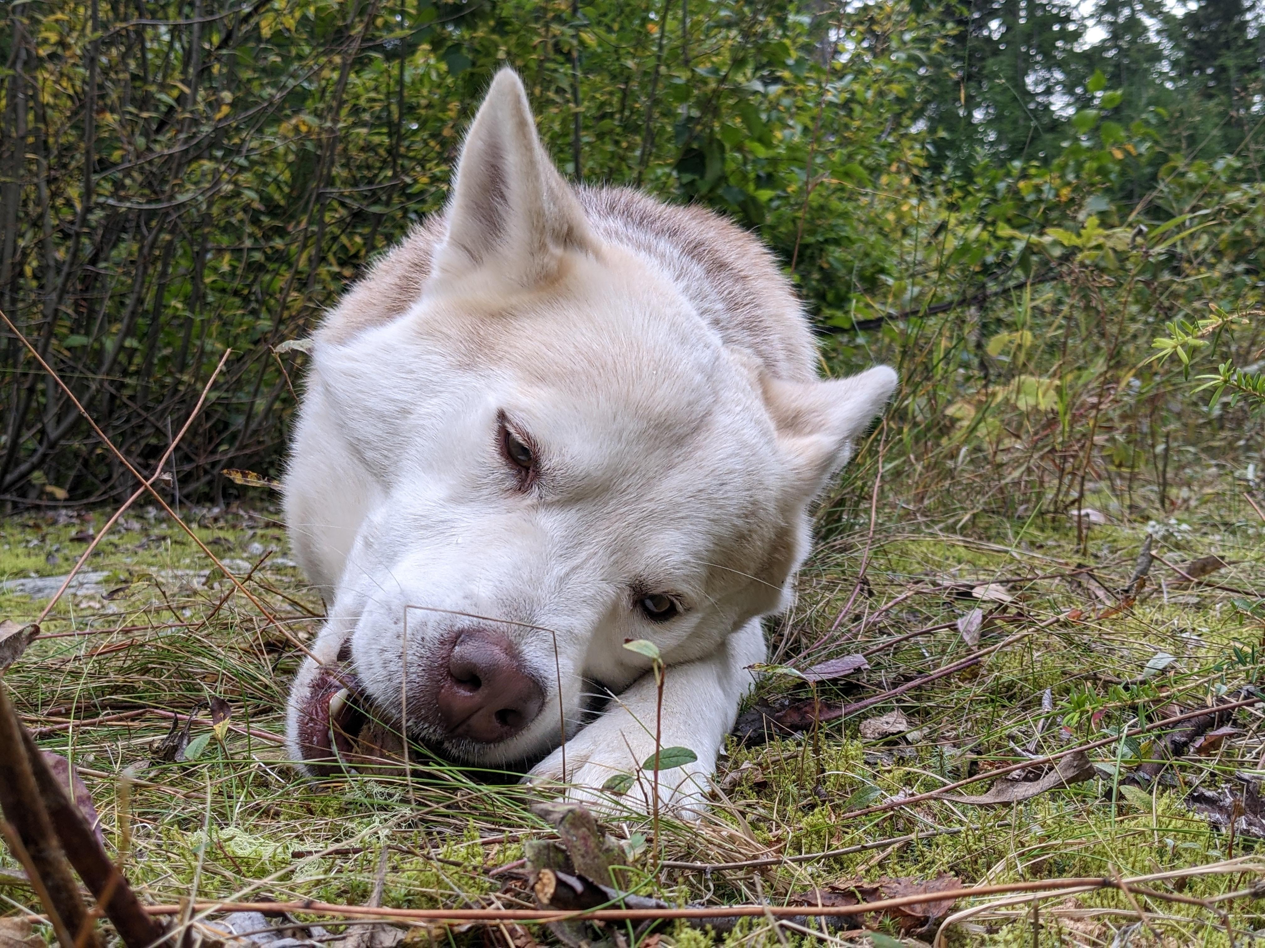 Golden prince | Scrolller