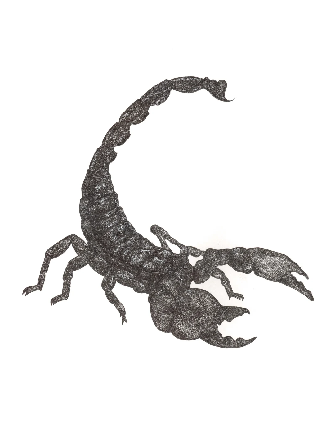 Discover more like Art: Scorpio, okayitsjorge, pen, 2023 and Related Content | Scrolller