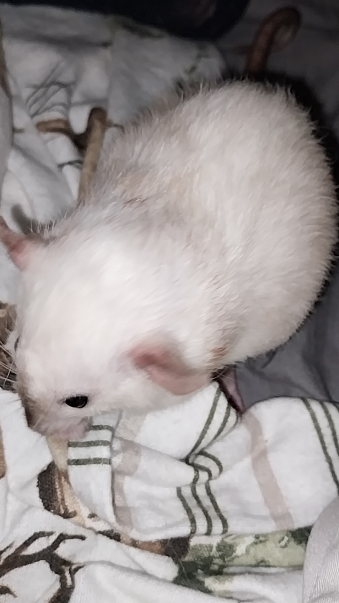 Help my rat! | Scrolller