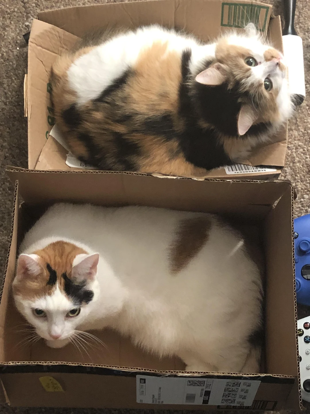 A rare double trap | Scrolller