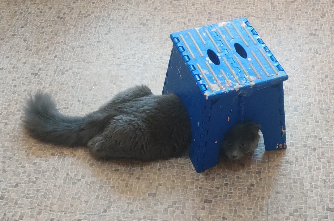 Dusty did not at all understand why his favourite kitten hidey hole ...