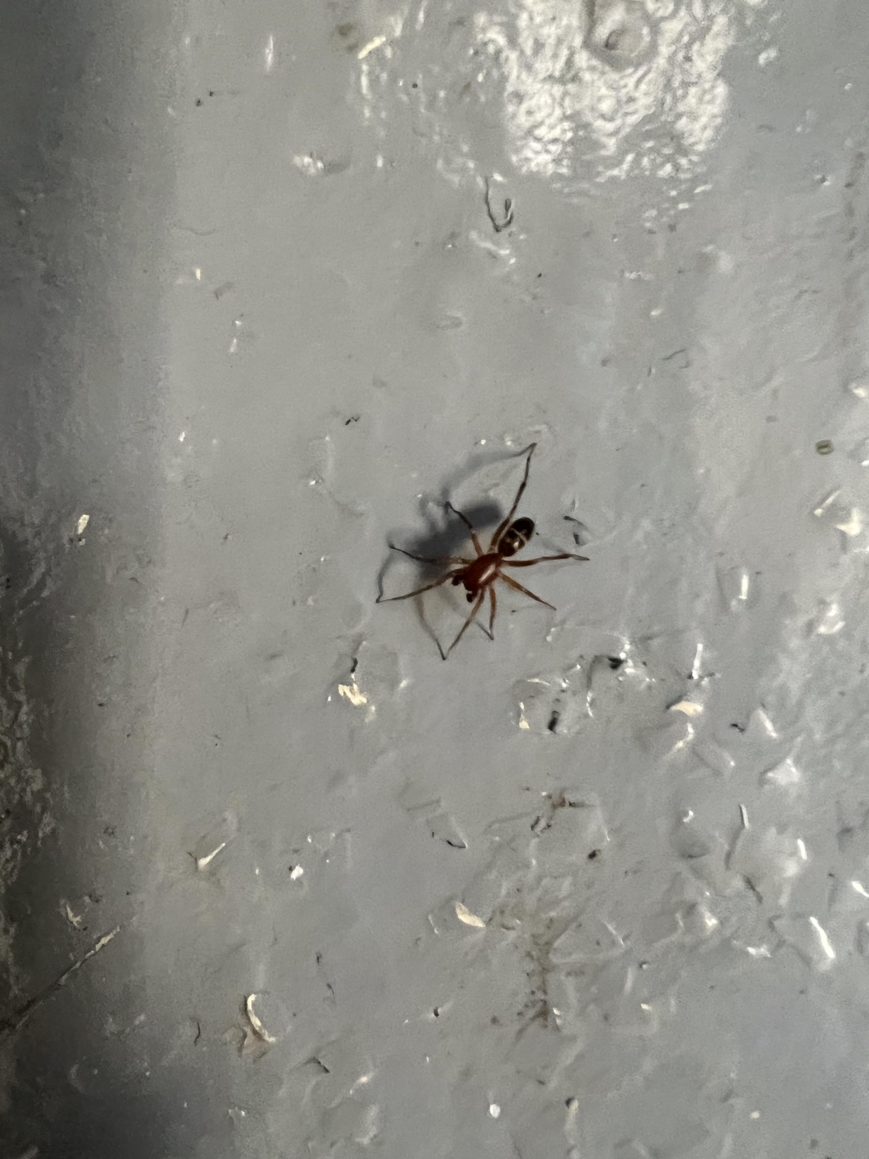 Fromica ant mimic spider? | Scrolller