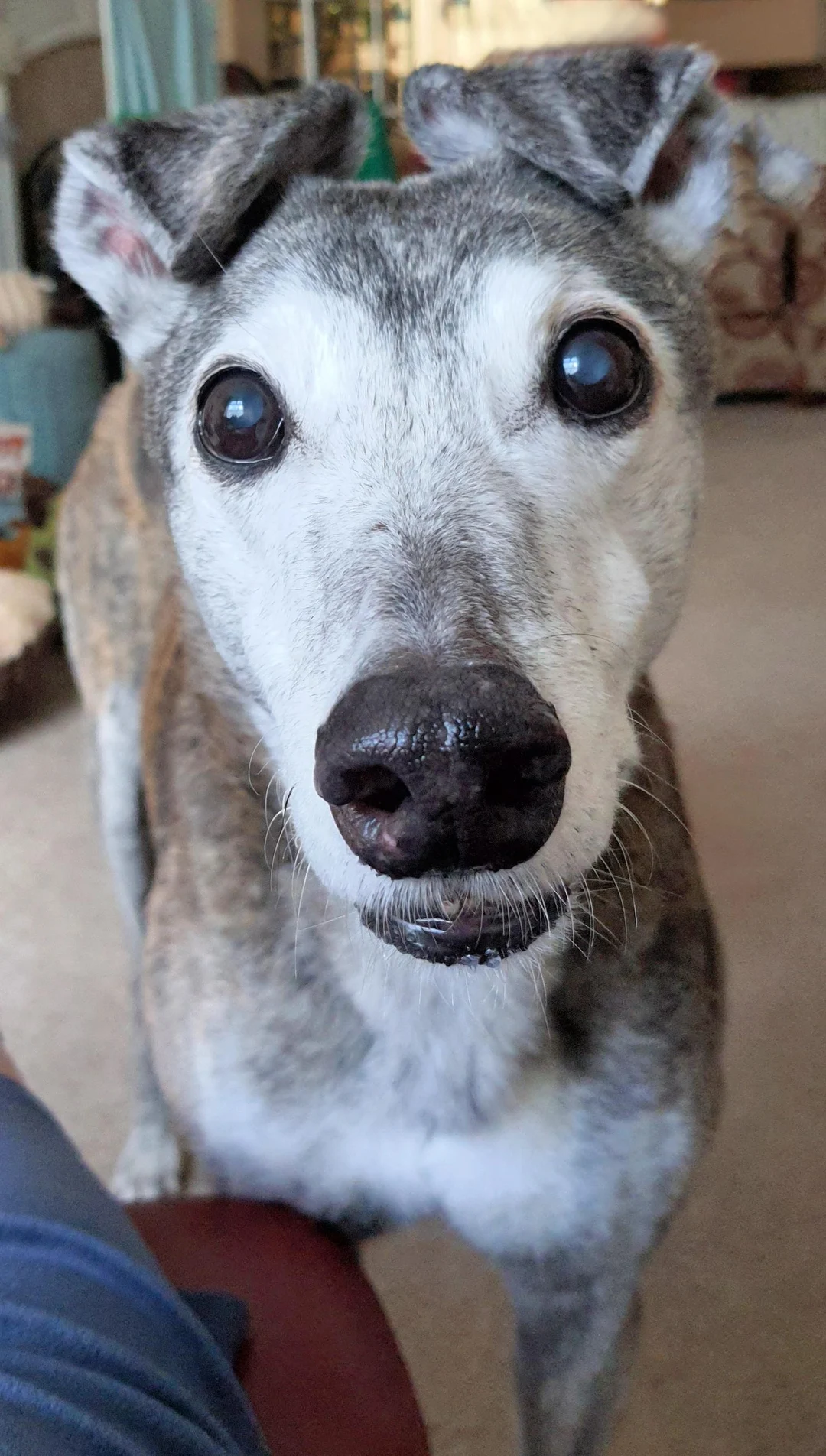 You got any treats? Mia 💗 | Scrolller