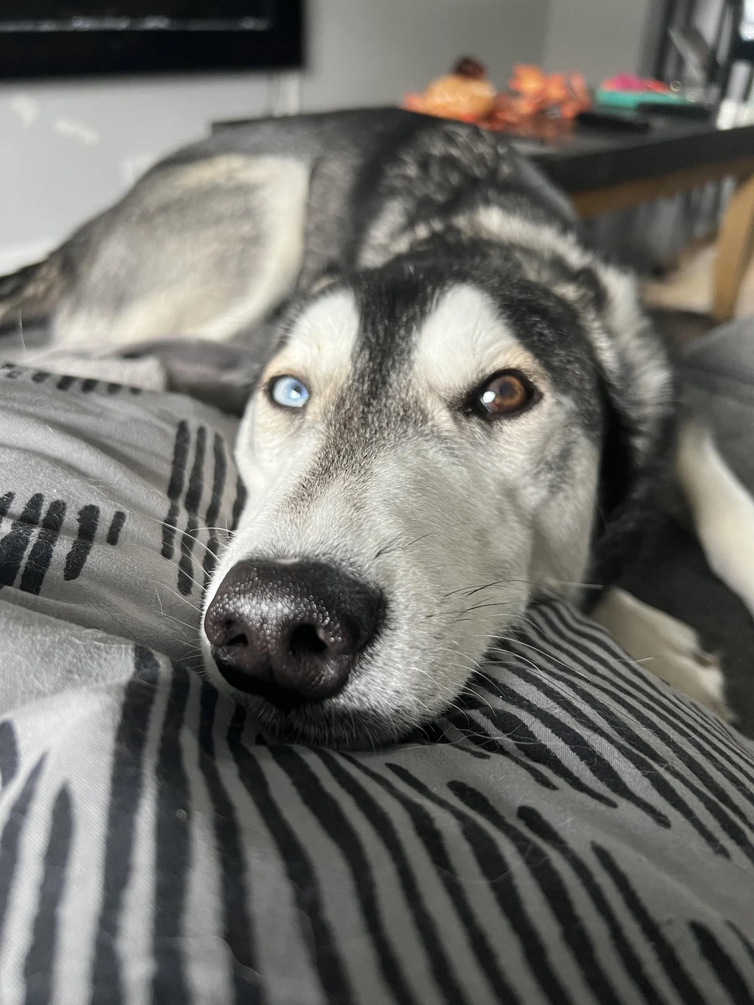 Baby seal mode activated | Scrolller