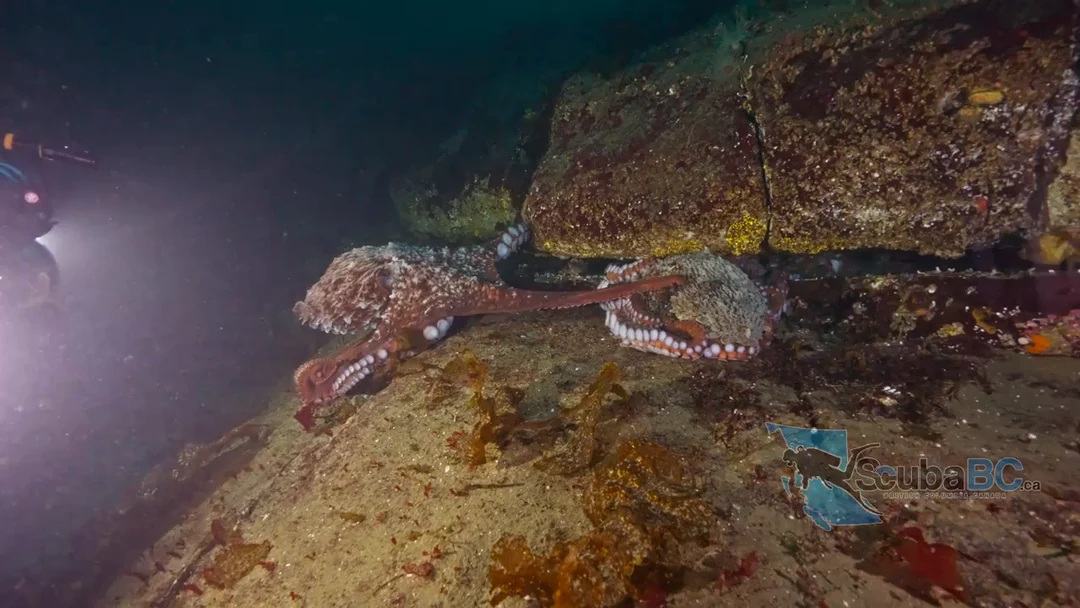 A Wild Encounter With Two Huge Giant Pacific Octopus Fighting Over A Mate 🐙 | Scrolller