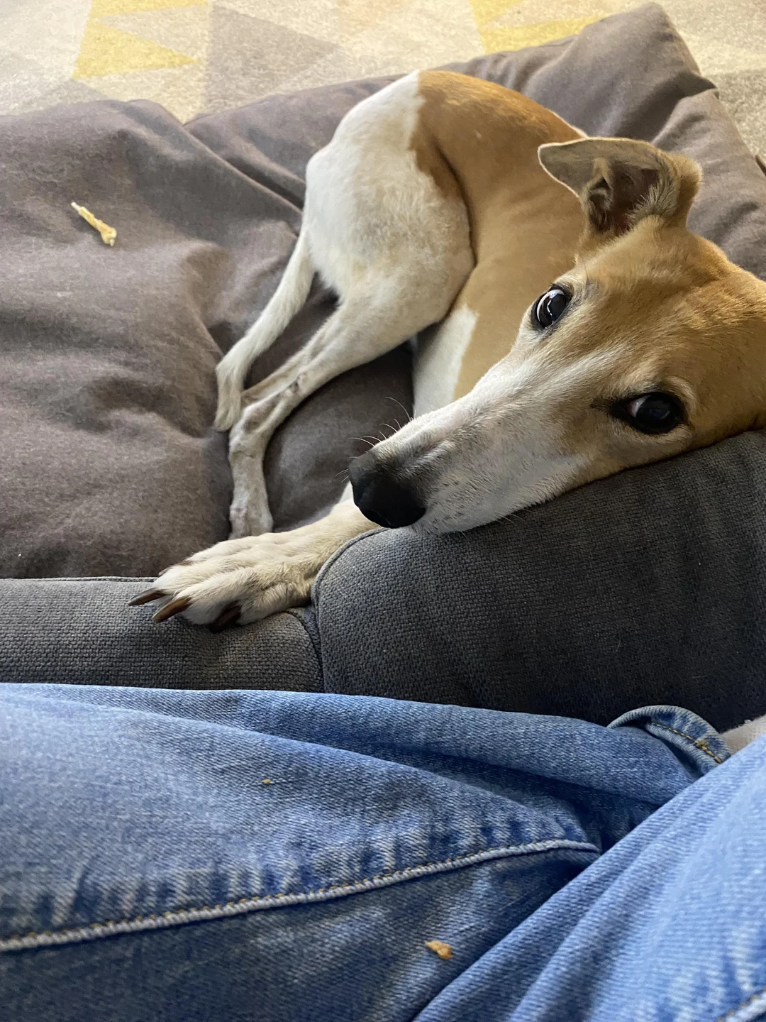 Treats plz | Scrolller