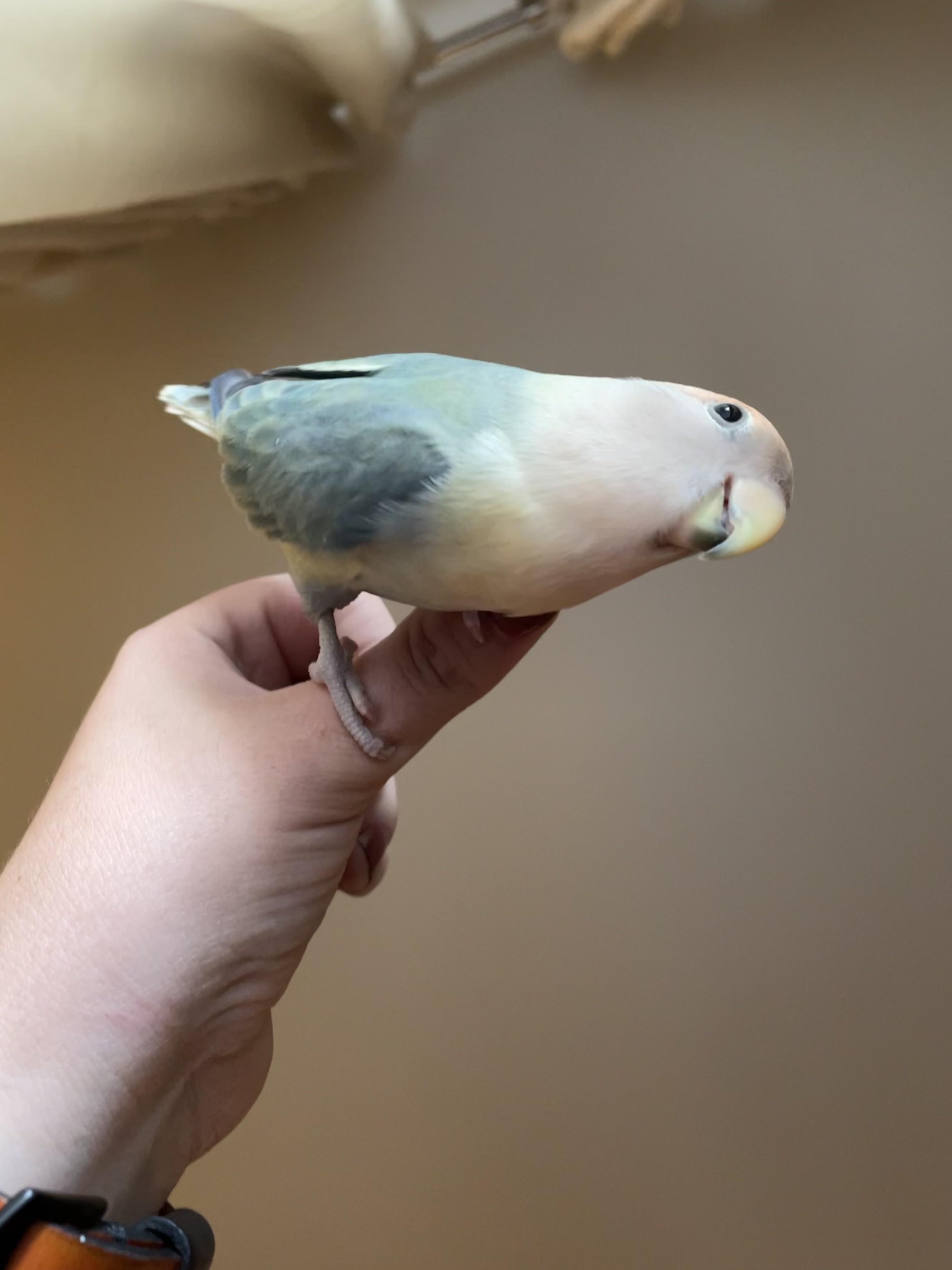 Poncho says henlo :) | Scrolller