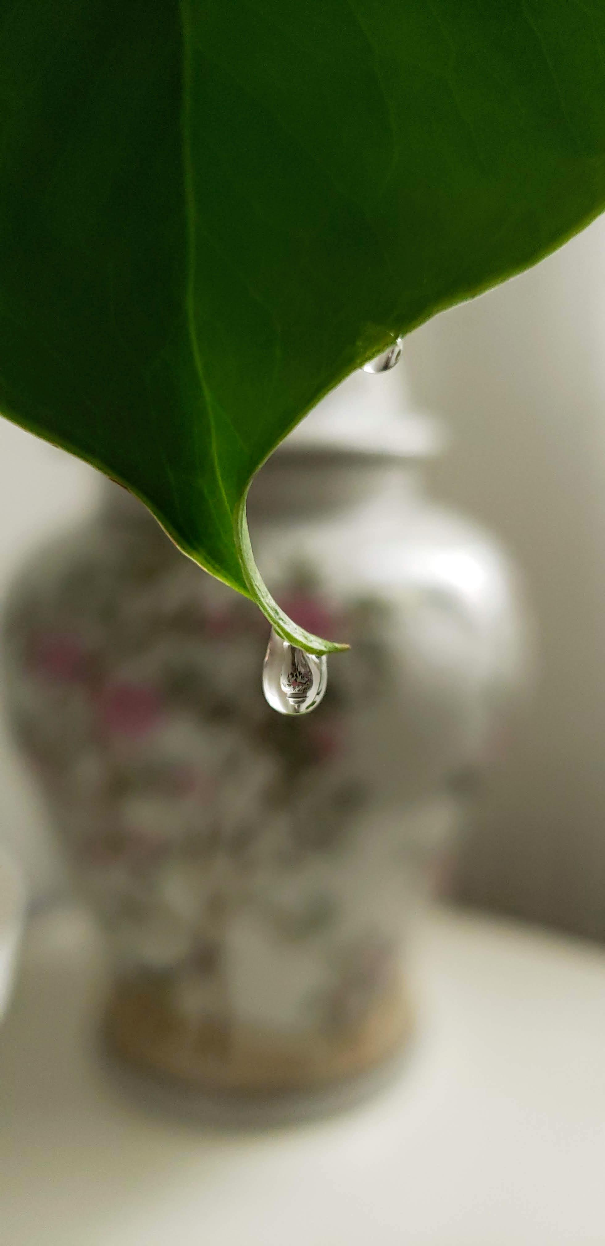 My plant is sweating? | Scrolller