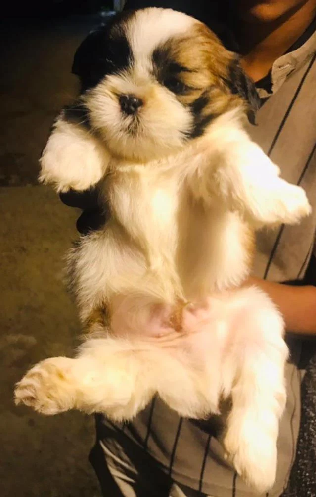 This one is from vmy neighborhood. Always so cute to look at ️ | Scrolller