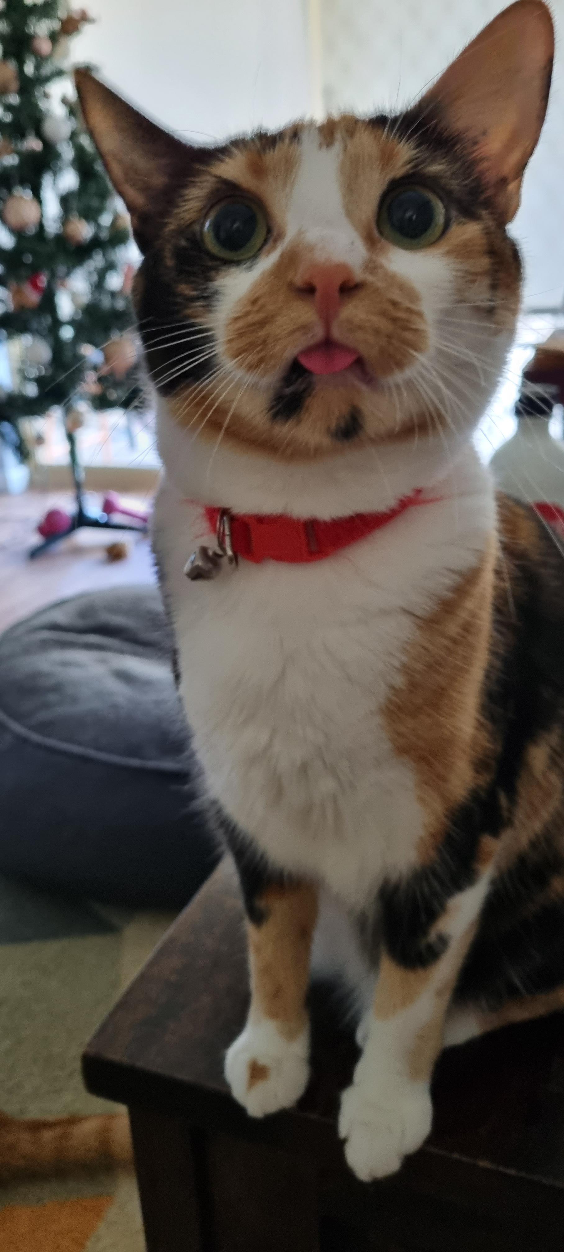 Christmas blep from Miso | Scrolller