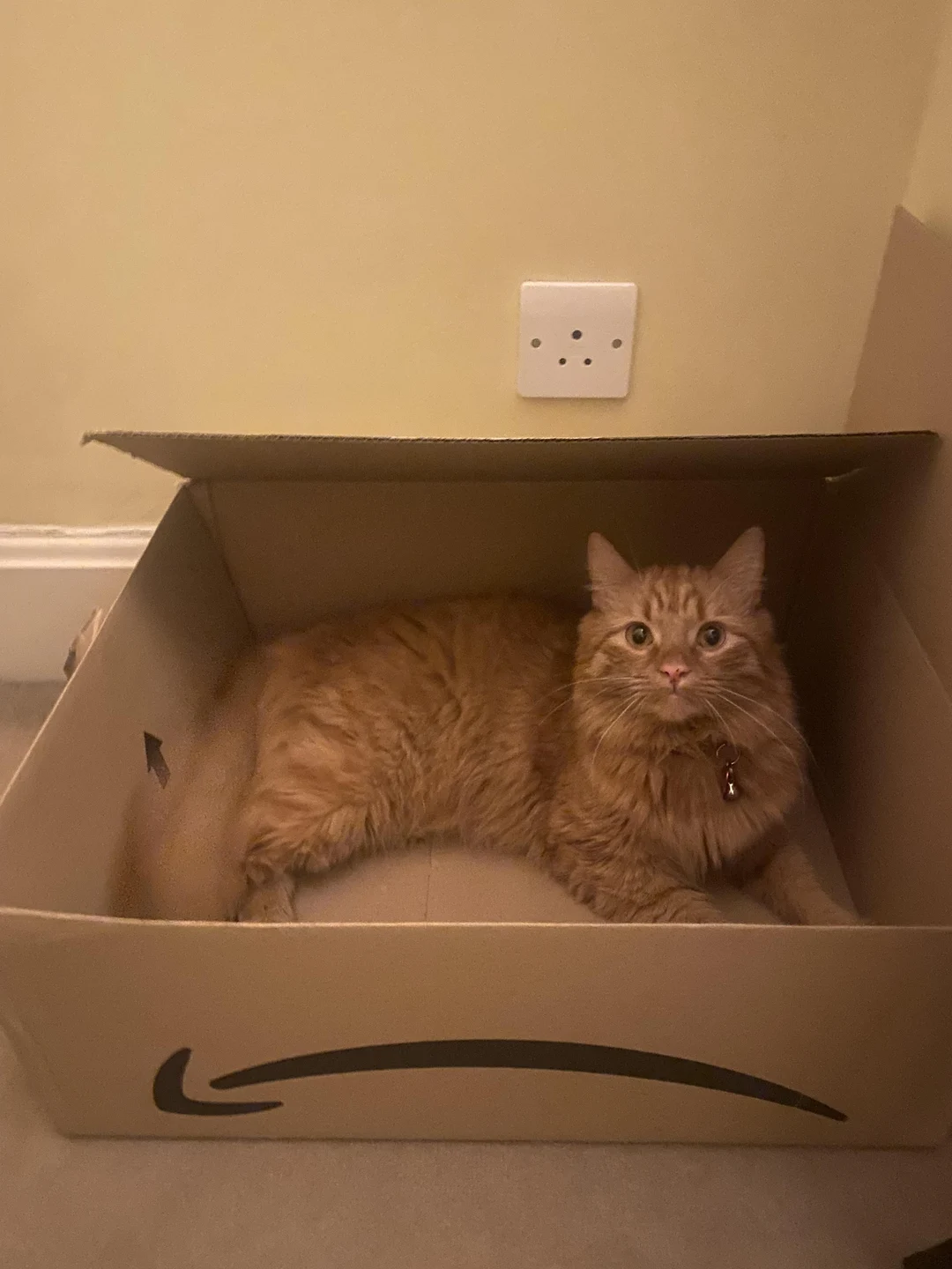 This fooligan walked right into this cat-trap! | Scrolller