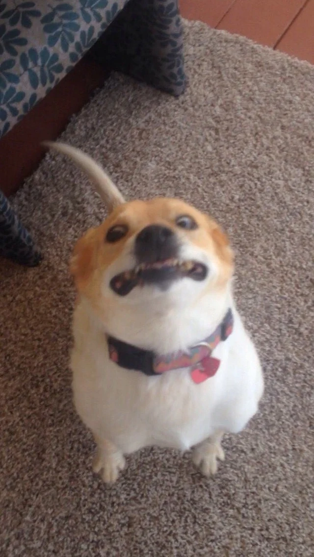 Tell me when the coasts clear (xpost r/aww) | Scrolller