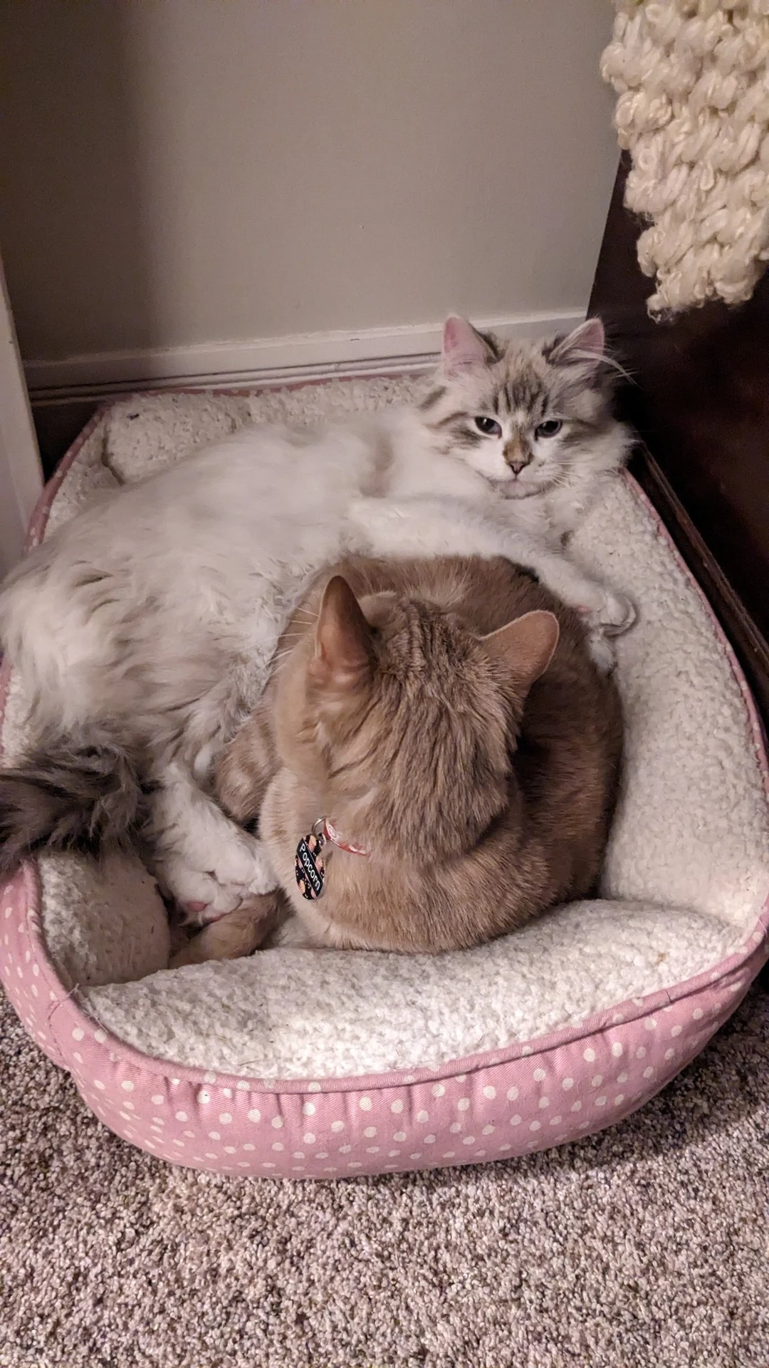 Lentil Update: Him and his brother Popcorn during a very rare moment of calm. | Scrolller