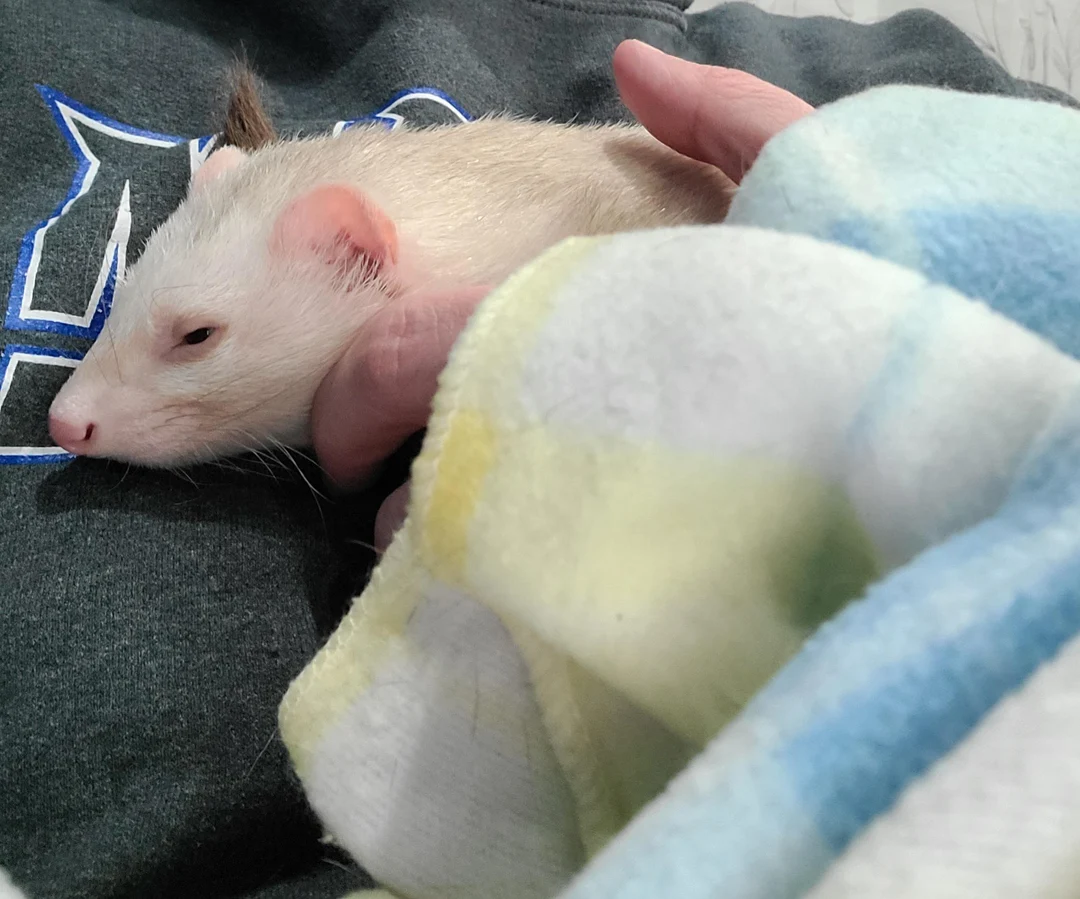 napping on mom when you don't feel good | Scrolller