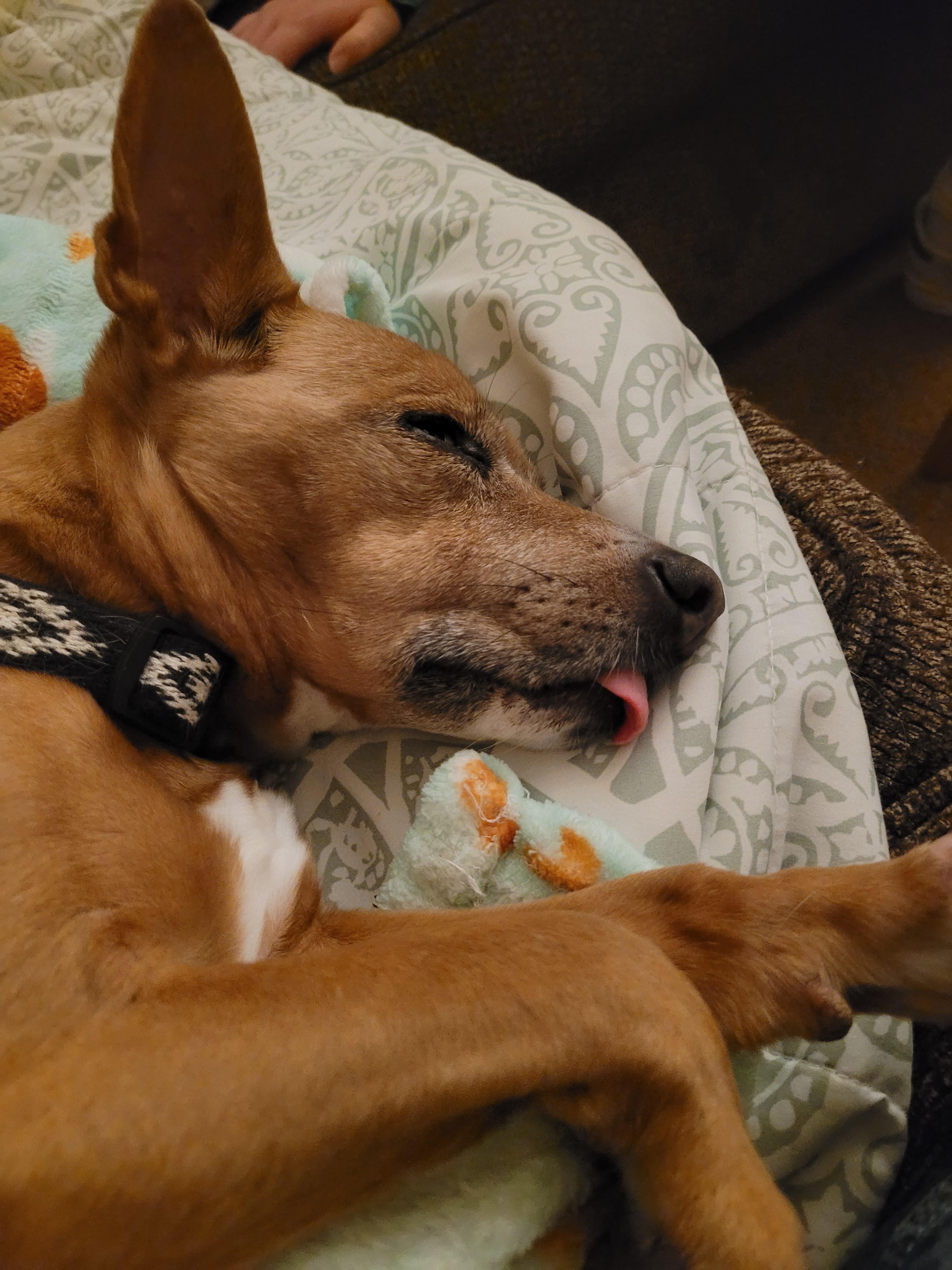 Nap time after nice long walk | Scrolller