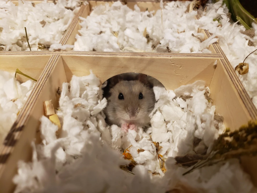 Angry Gus | Scrolller