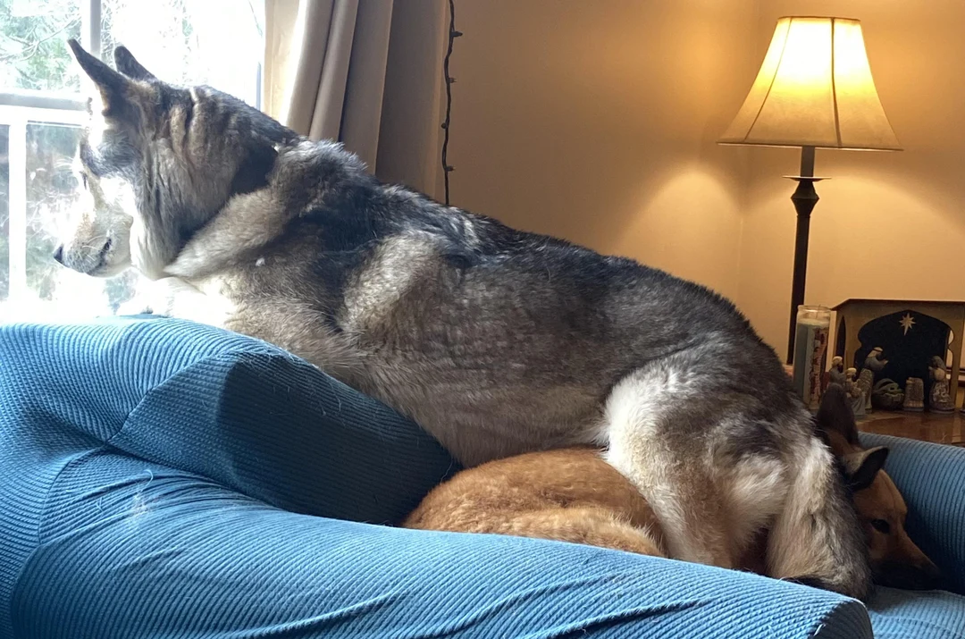 Just a normal day of him sitting on his sister’s head to look out the window | Scrolller