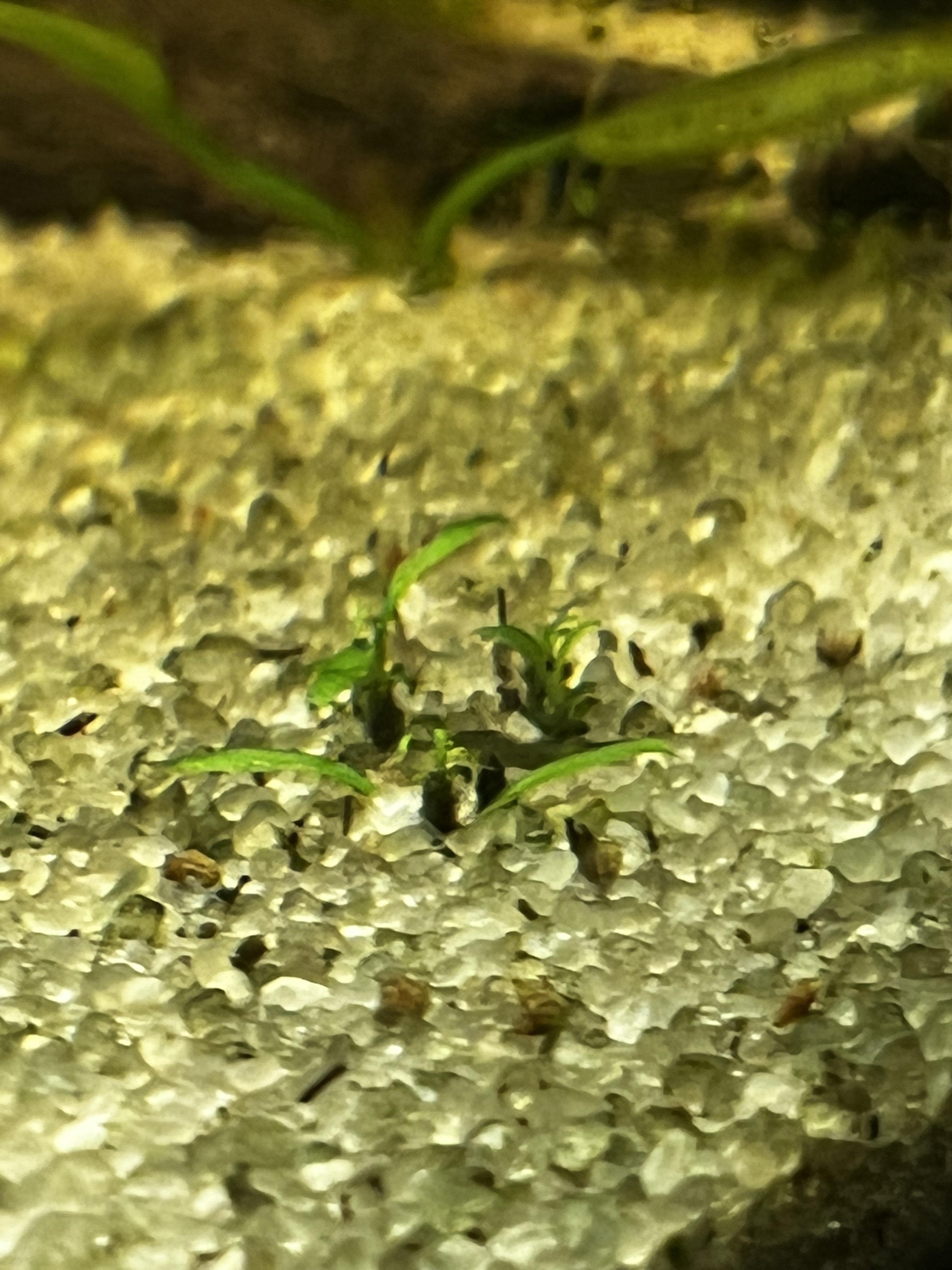 Help identifying baby plants | Scrolller