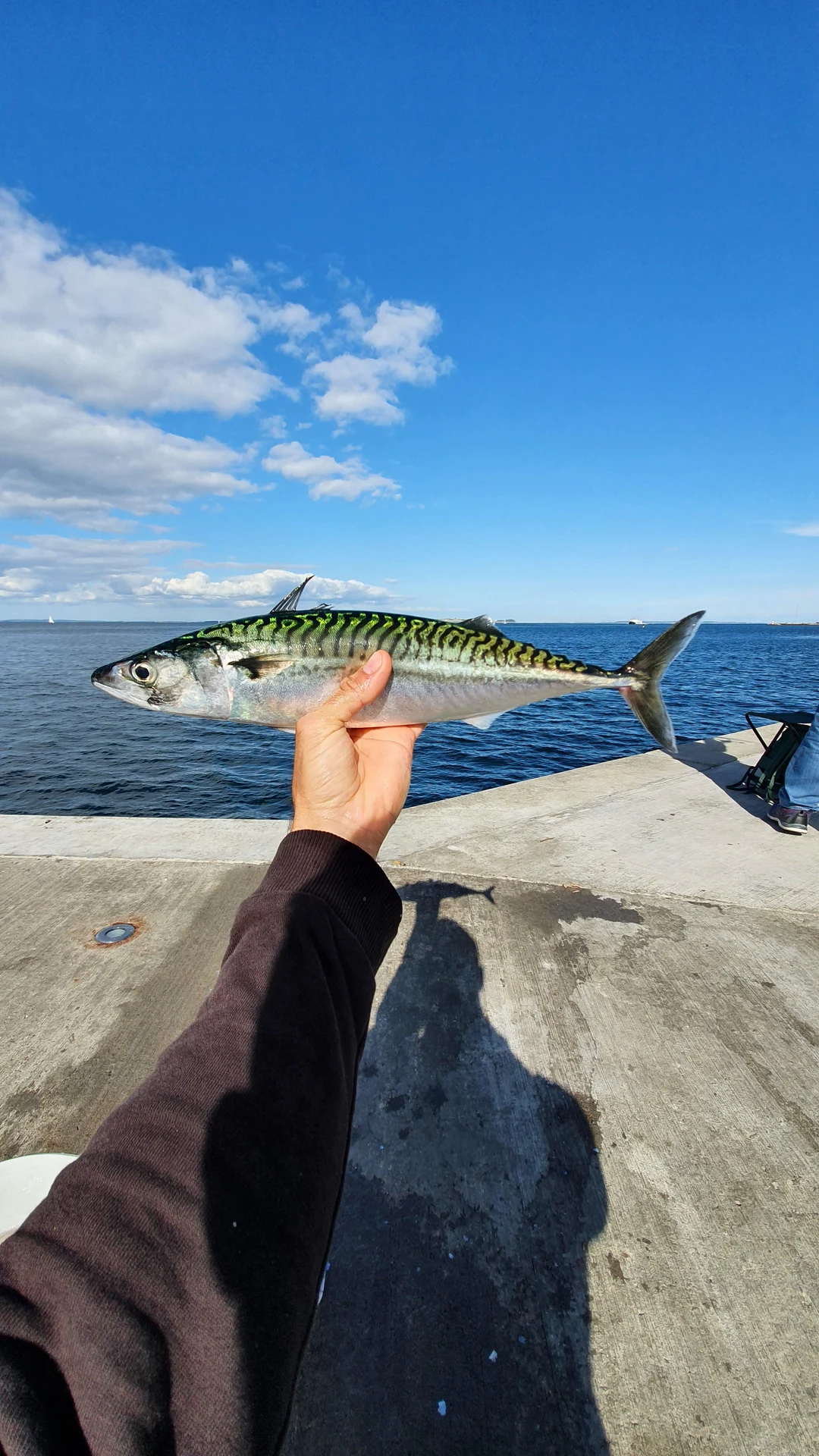 A beautiful mackerel | Scrolller