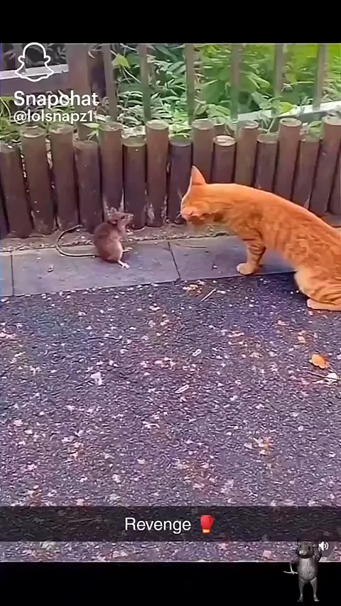 Tom and Jerry | Scrolller