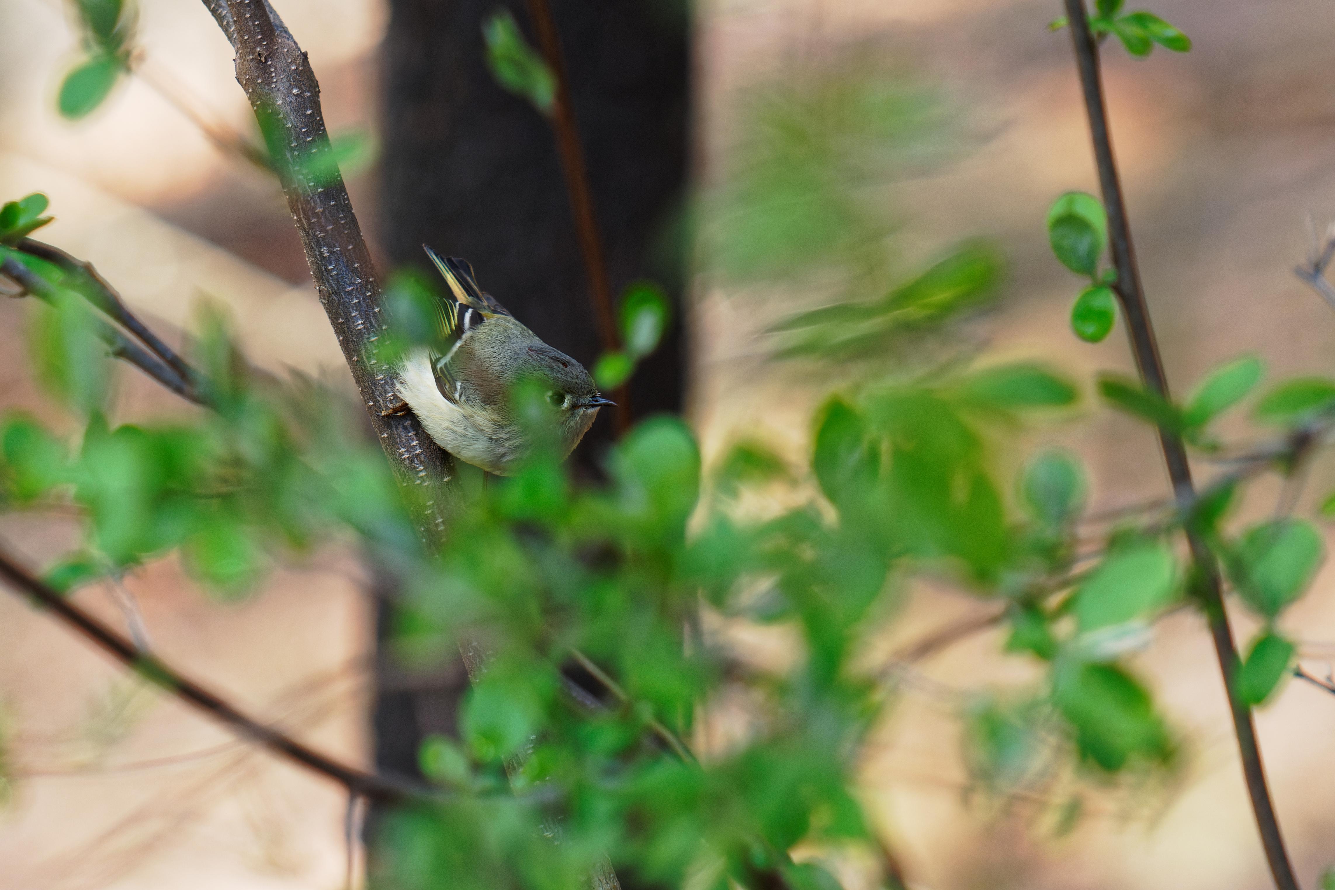 Ruby Crowned Kinglet in Rochester, NY | Scrolller
