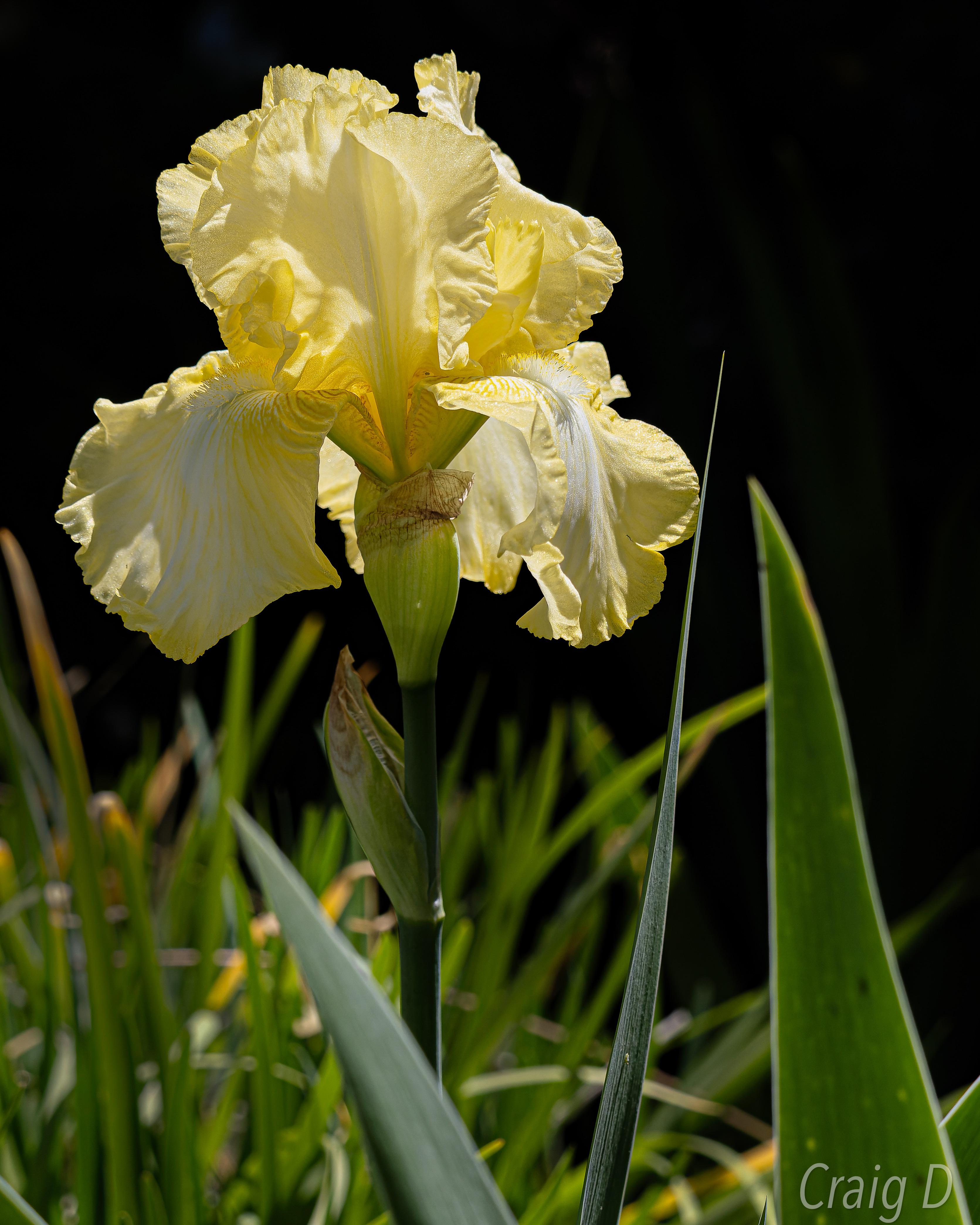 Bearded Iris [oc] | Scrolller
