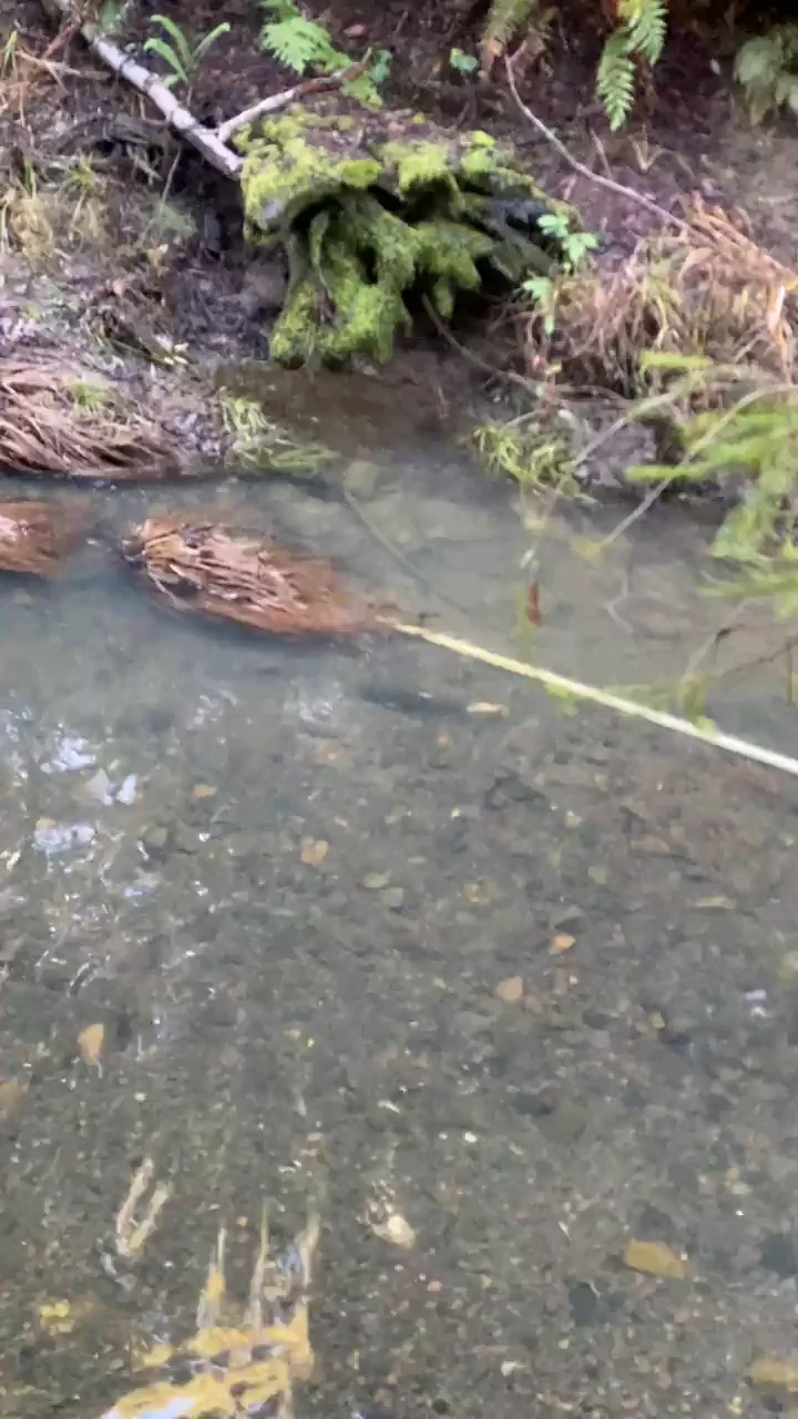 Salmon on its way to spawn? | Scrolller