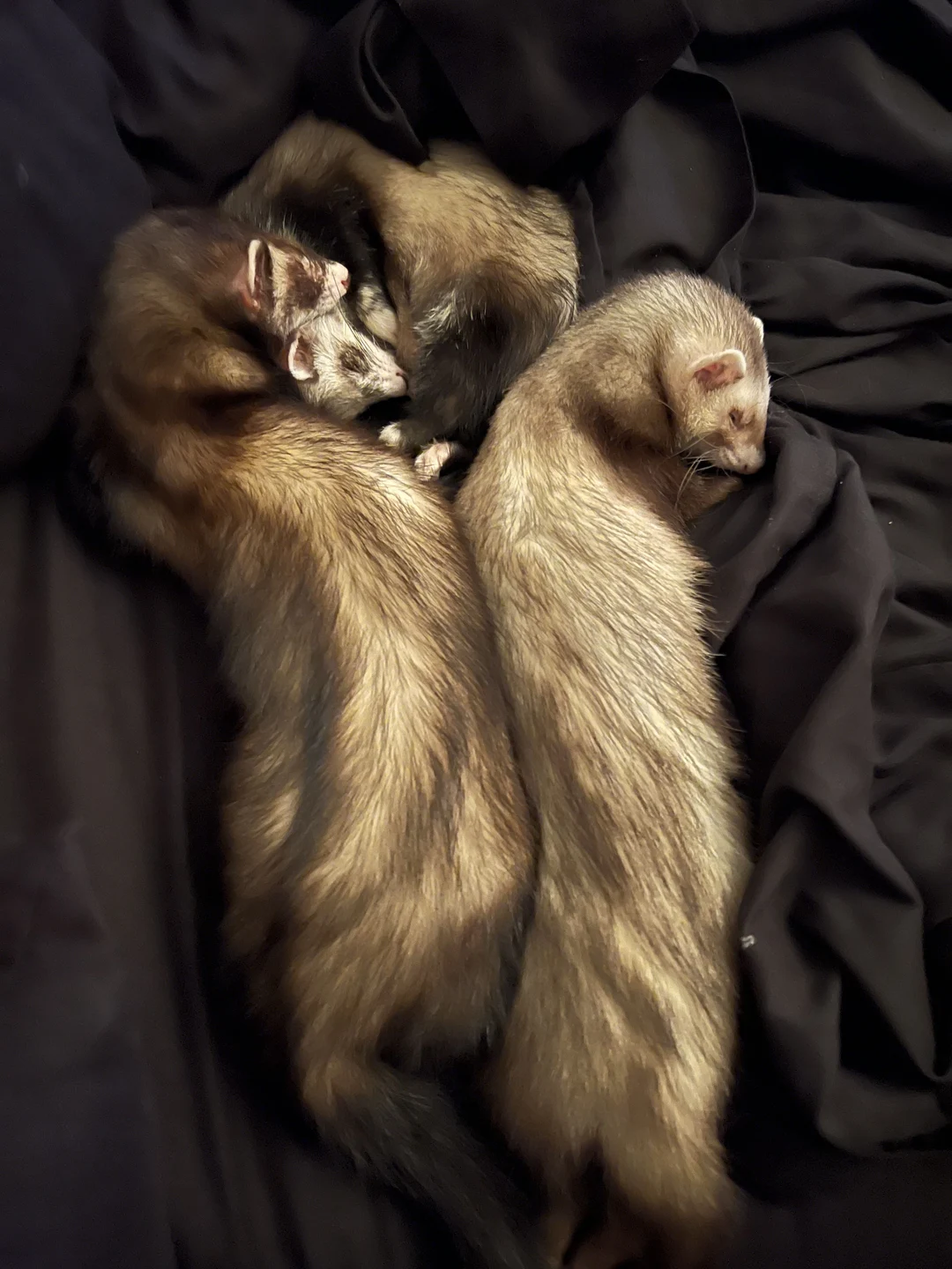 Harmony. Finally. | Scrolller