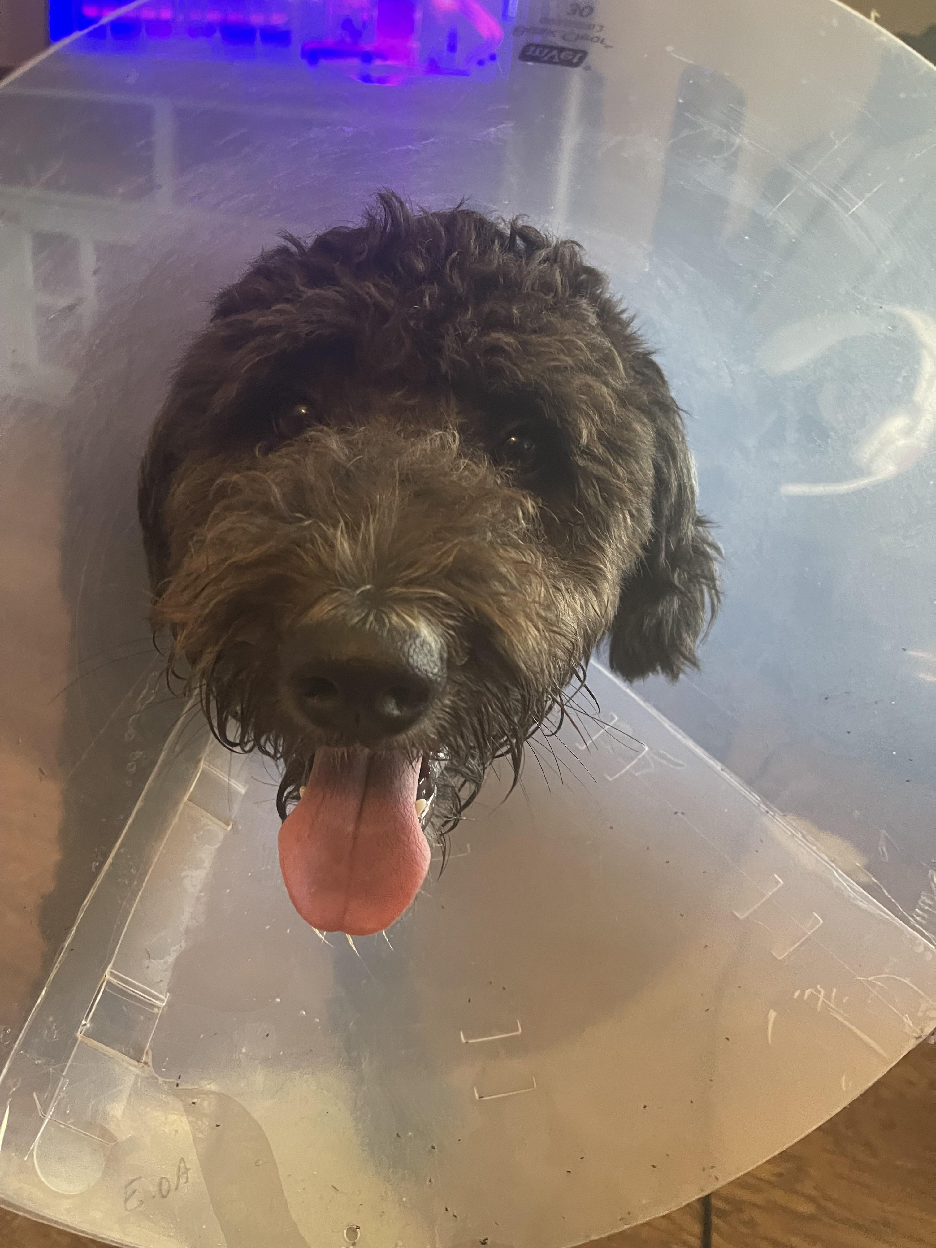 Freshly neutered and still happy | Scrolller