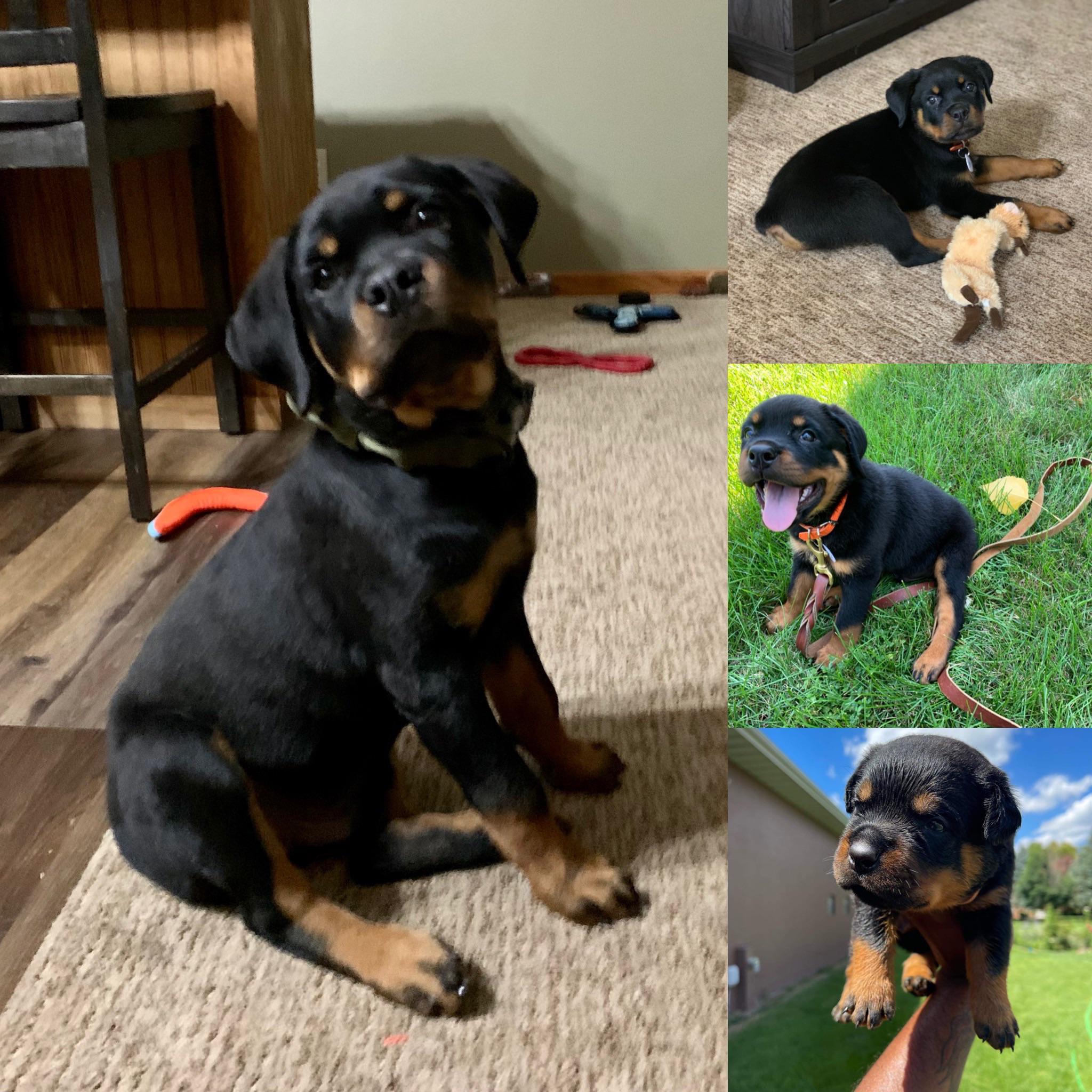 Chop at 15 weeks. | Scrolller