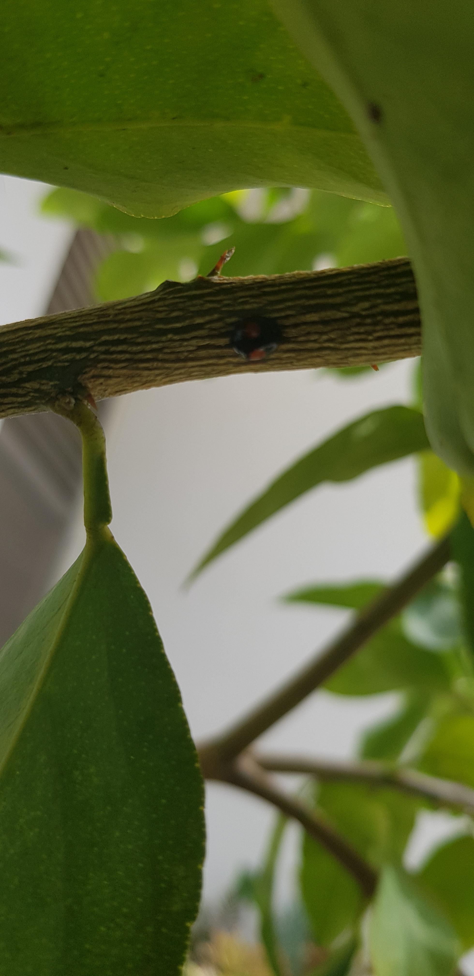 What are these bugs on my lemon tree? | Scrolller