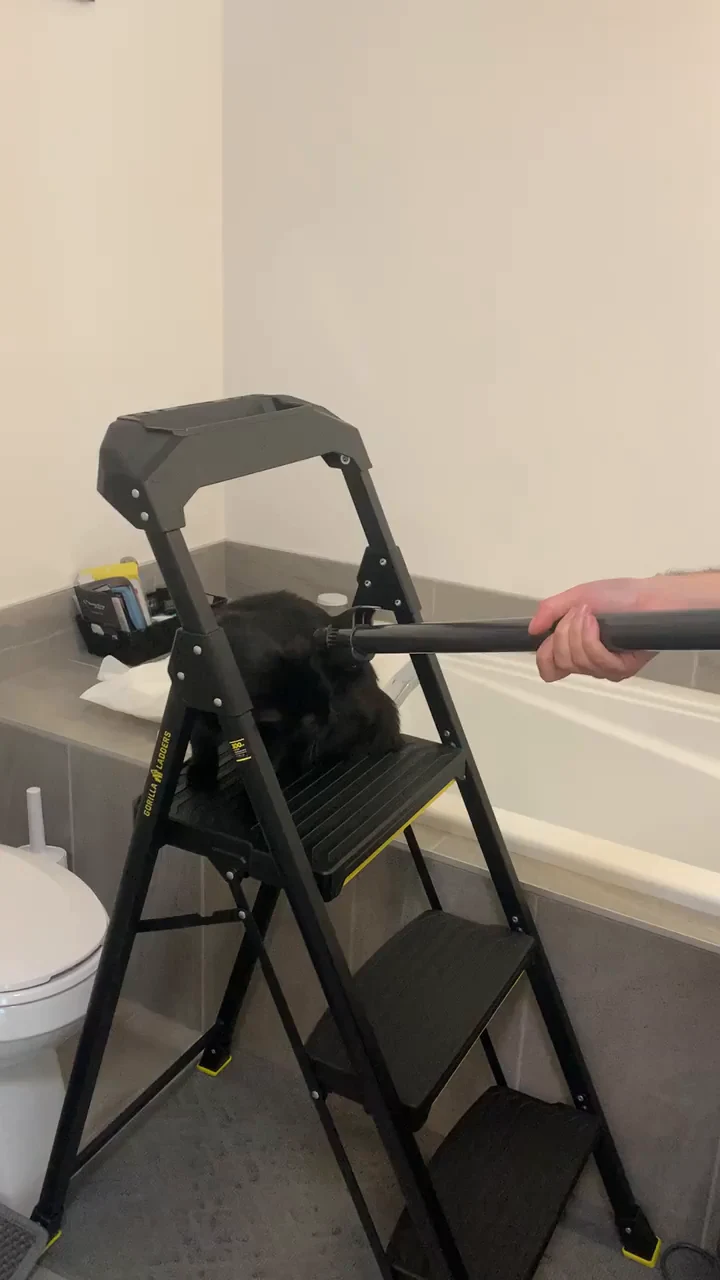 A very stubborn kitty | Scrolller