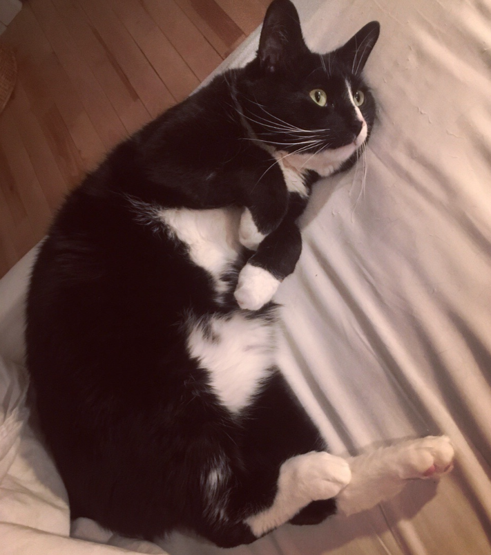 Embracing the Night: The Bedtime Belly Rub Ritual | Scrolller