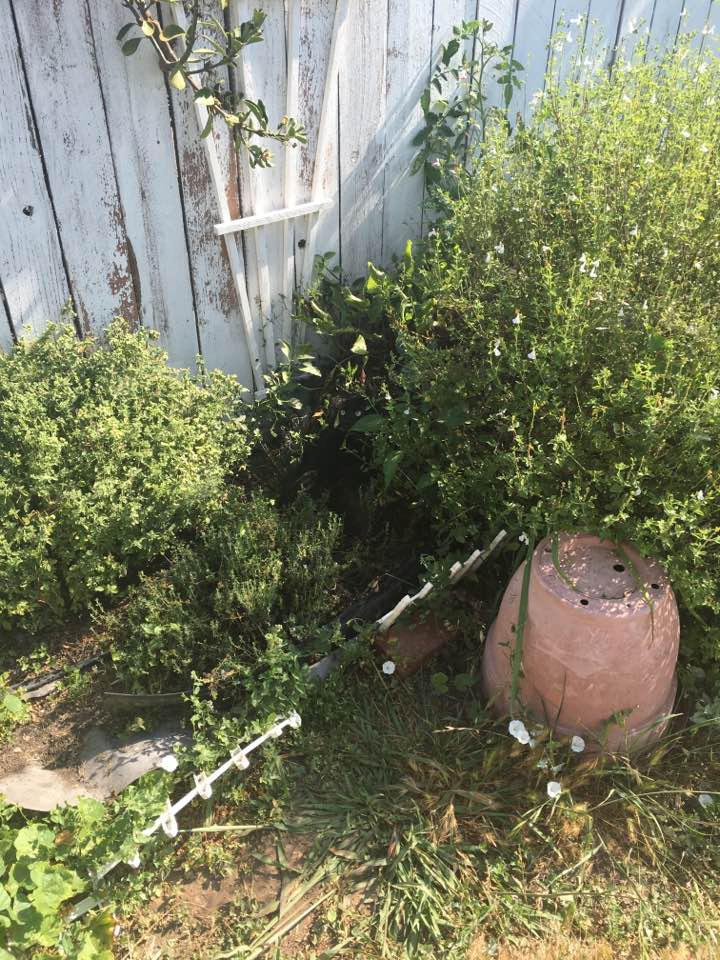 Hex is lost in the yard | Scrolller