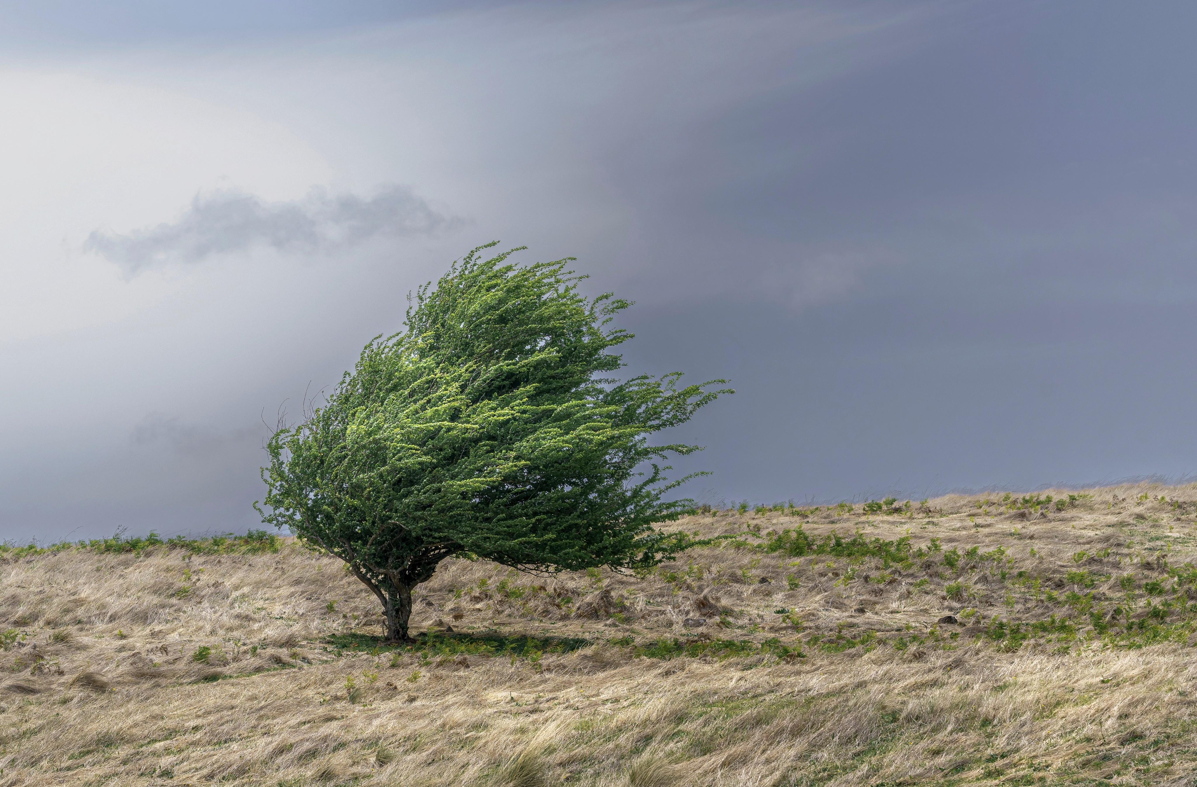 A lonely windswept tree | Scrolller