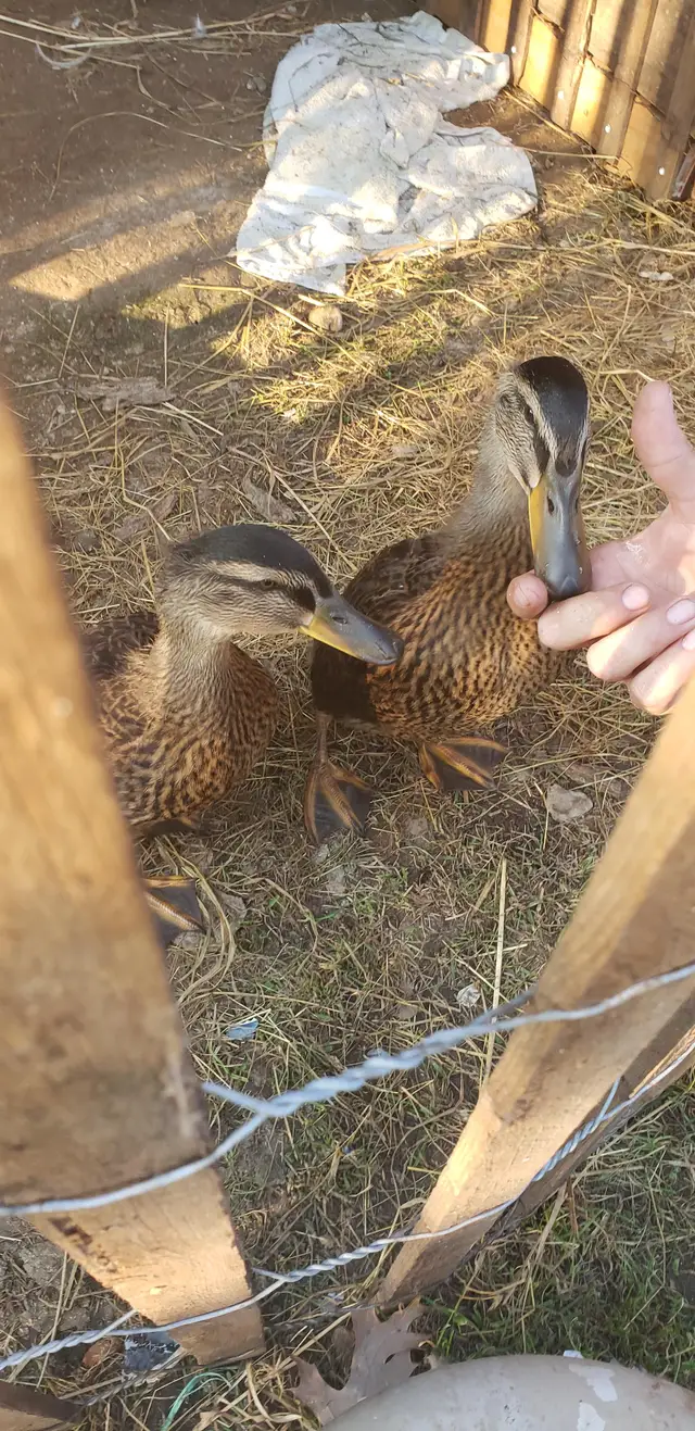 I'd rather be a quack then a ducky. good day! | Scrolller