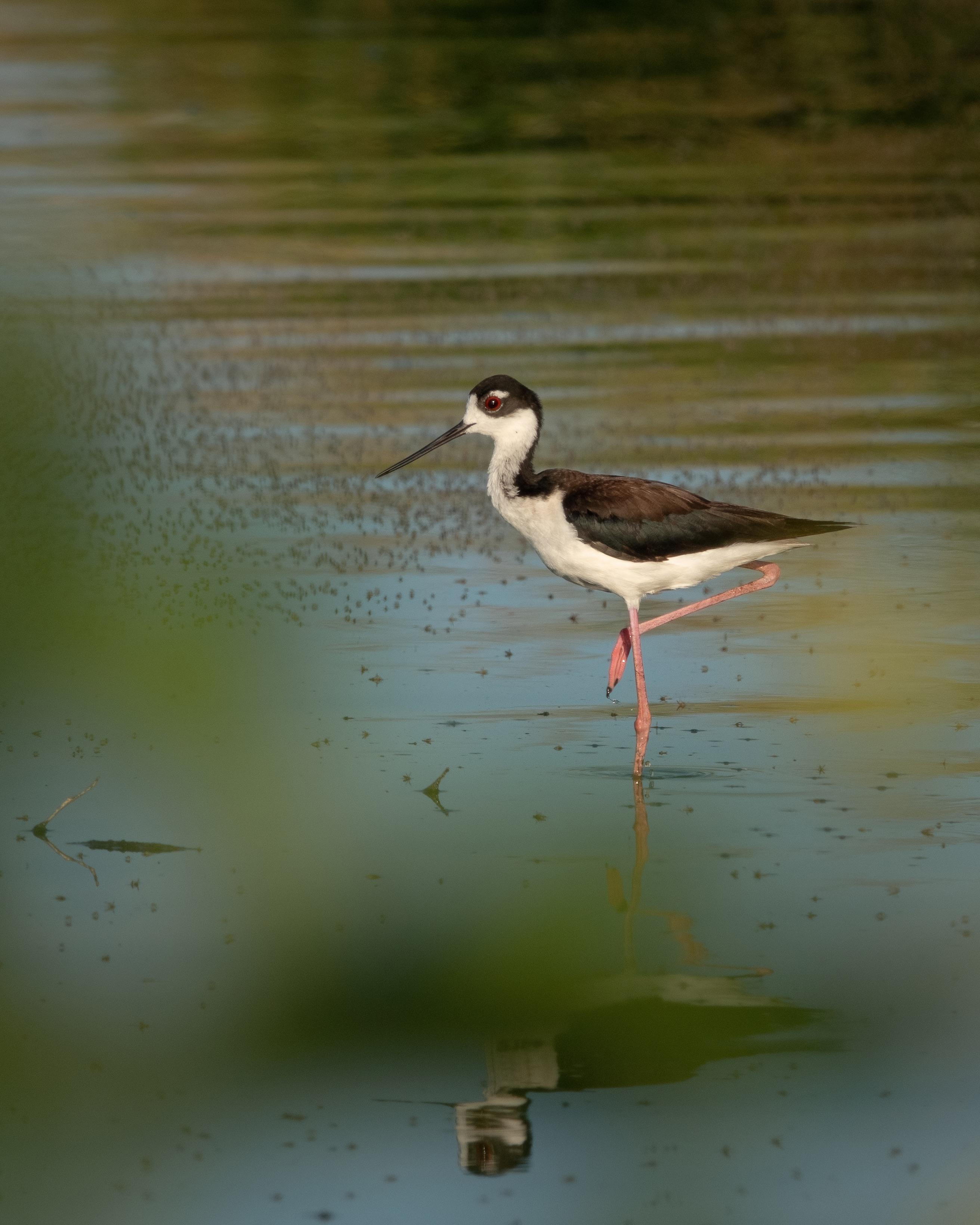 Black-necked Stilt | Scrolller