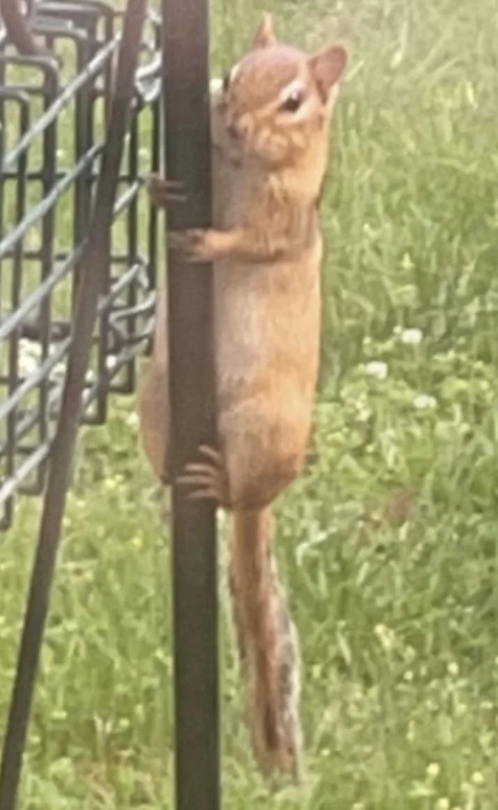 Are chipmunks allowed here? This is my friend Chip ! | Scrolller