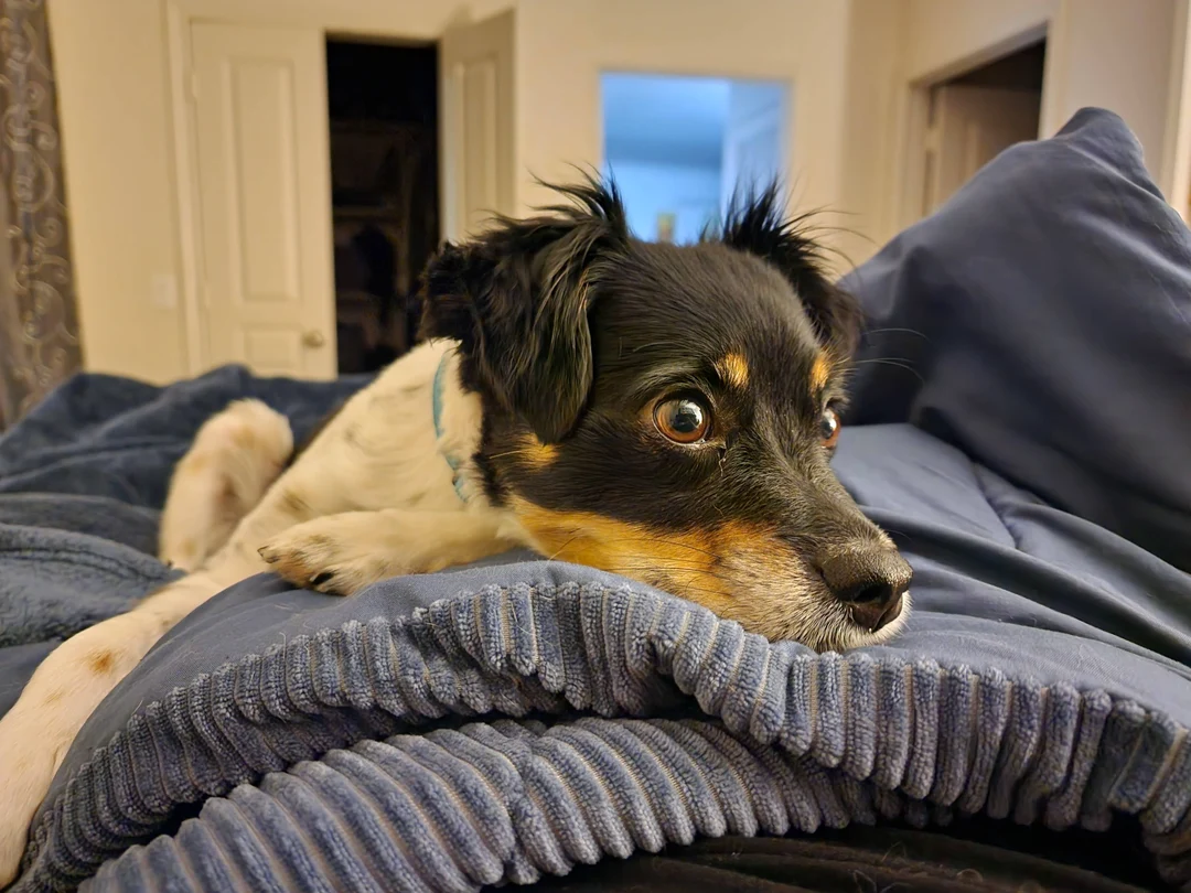 We just told him he's adopted. | Scrolller