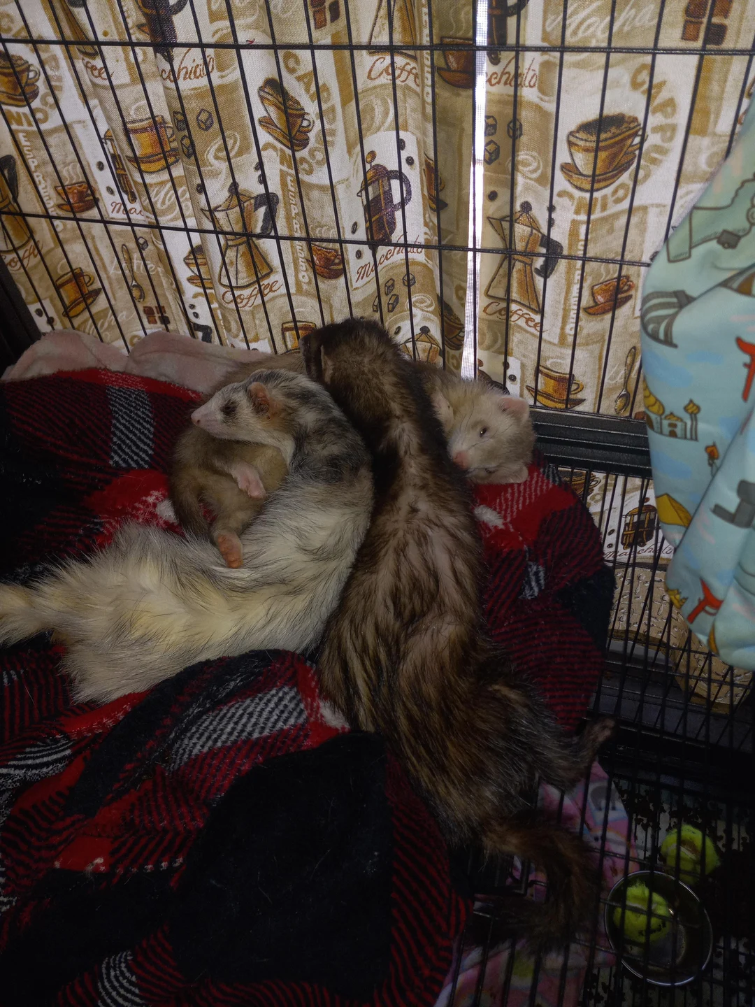 All my Ferrets cuddling! | Scrolller