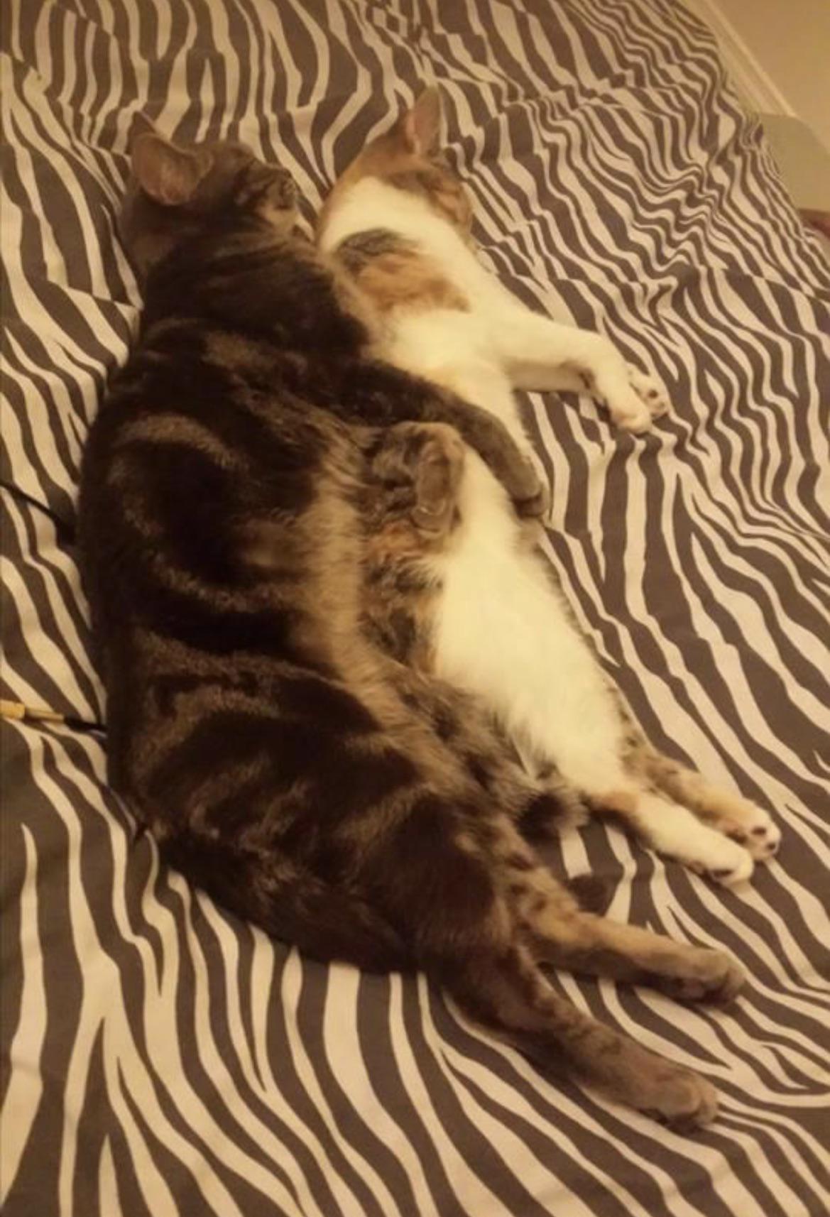 Walked in on my cats spooning. | Scrolller