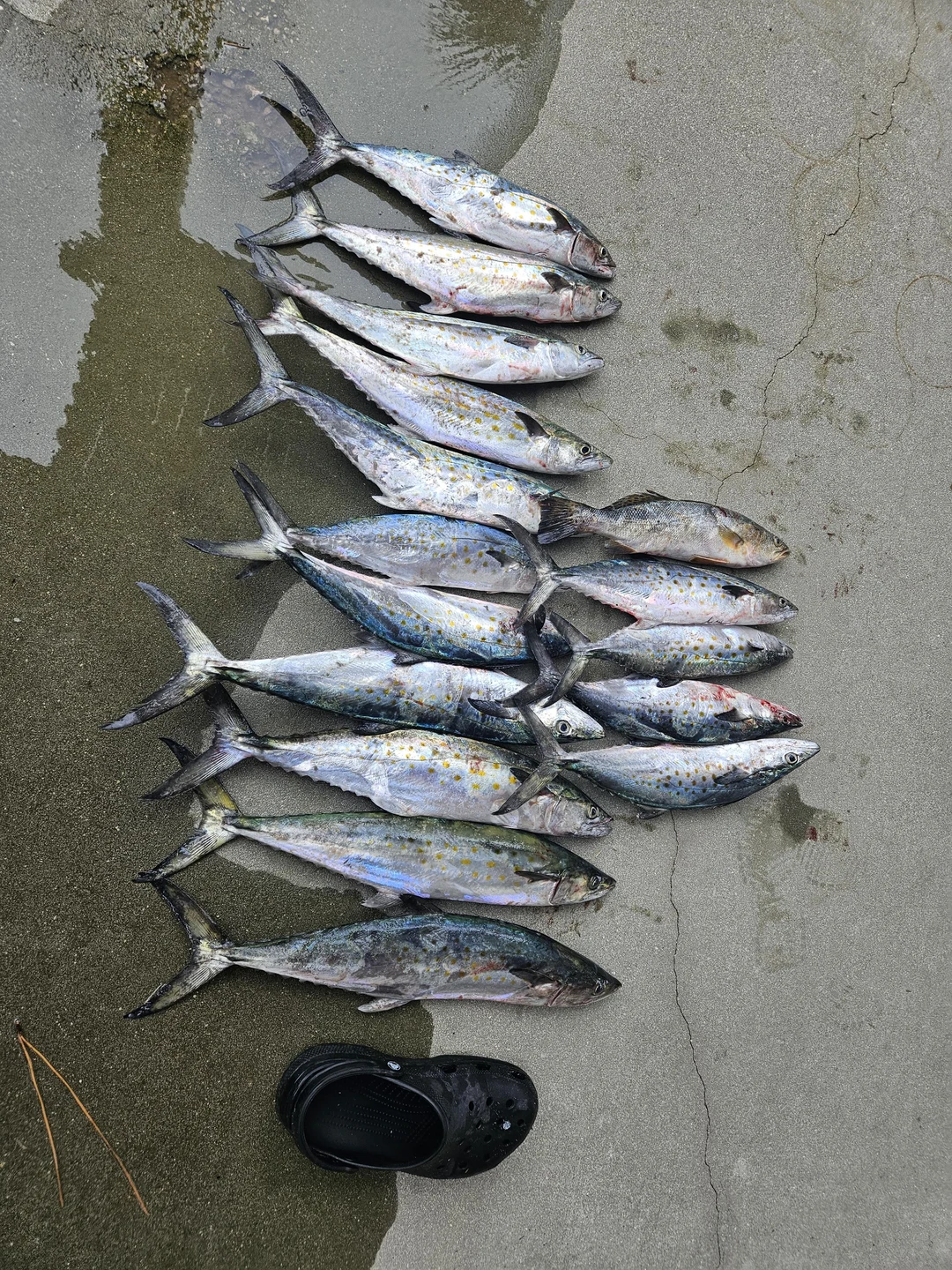 Got into a school of Spanish Mackerel yesterday | Scrolller